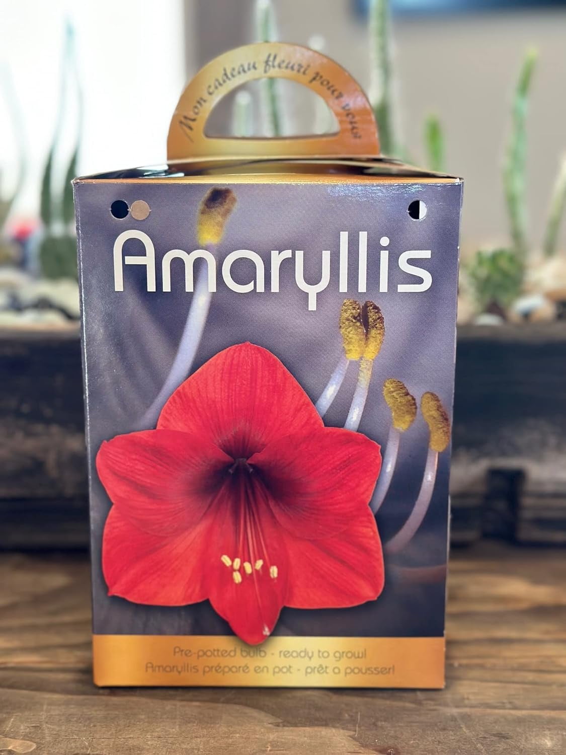 Amaryllis Grow Kit - Pre Potted Amaryllis Bulb in Gift Box - Ready to ...