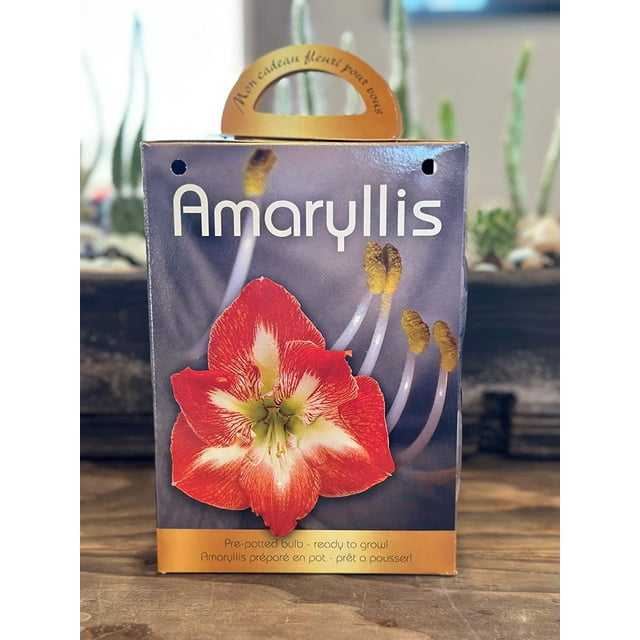 Amaryllis Grow Kit Pre Potted Amaryllis Bulb in Gift Box Red and White ...