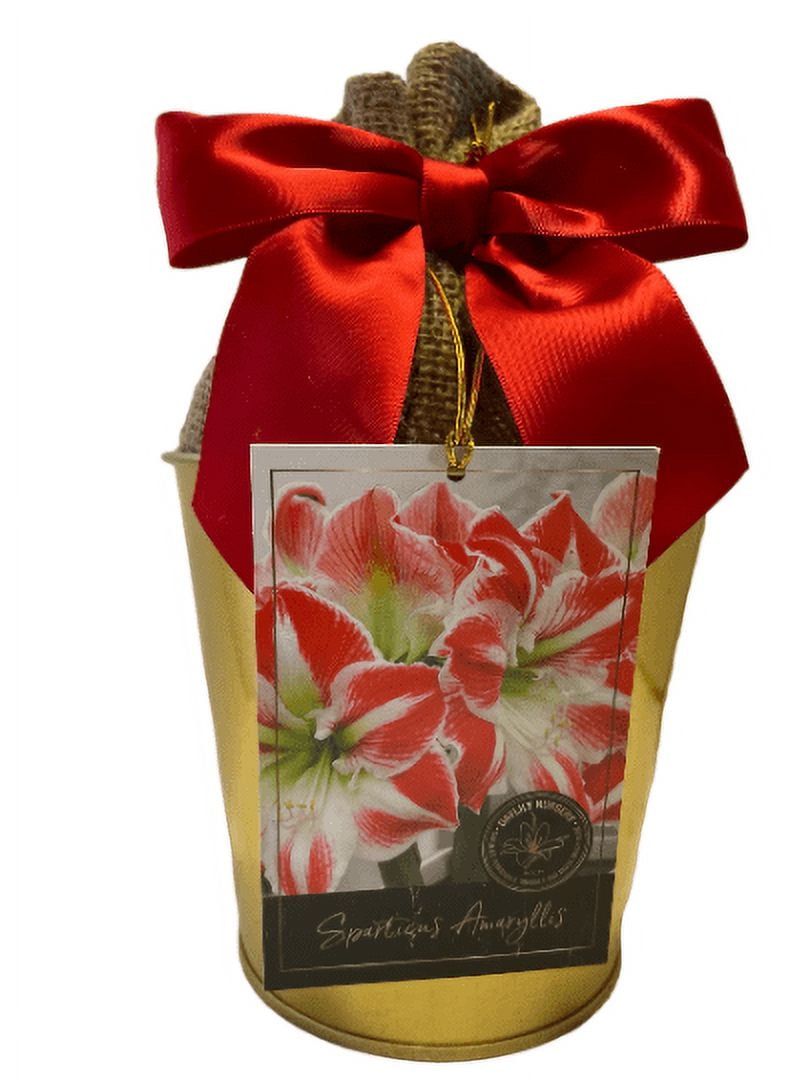 Amaryllis Holiday Gift Growing Kit, Includes an Attractive Gold Tin Pot ...