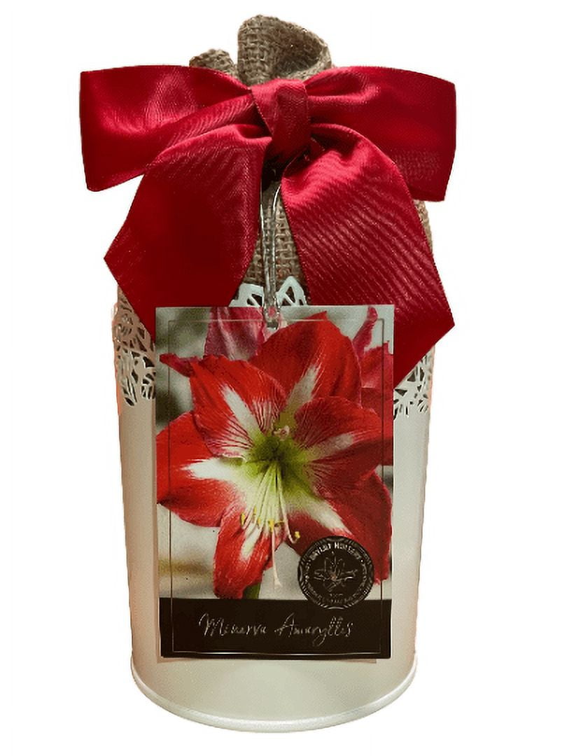 Amaryllis Holiday Flower Growing Gift Kit with White Tin Pot, Minerva ...