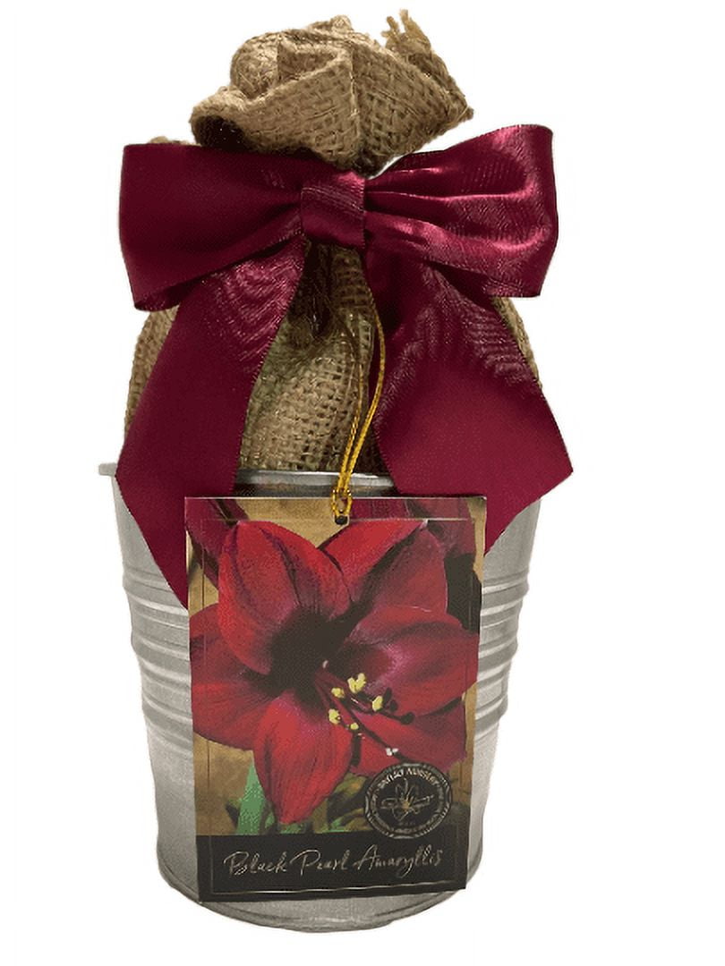 Amaryllis Holiday Gift Growing Kit, Includes an Rustic Tin Pot, Black ...