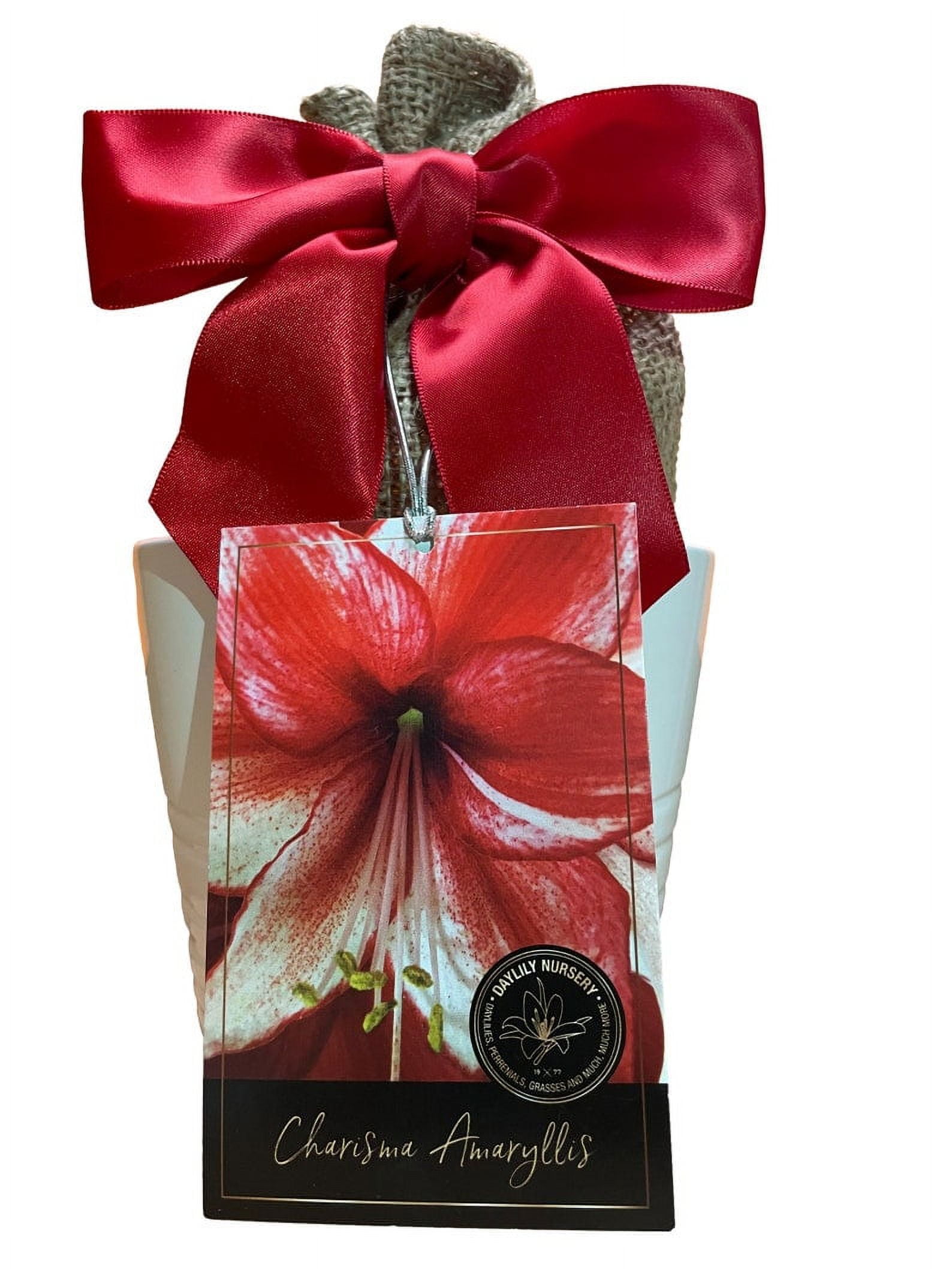 Amaryllis Holiday Growing Kit, Includes an Attractive White Ceramic Pot ...