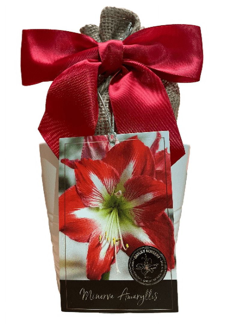Amaryllis Holiday Plant Kit: Flower Garden Gift with White Ceramic Pot ...