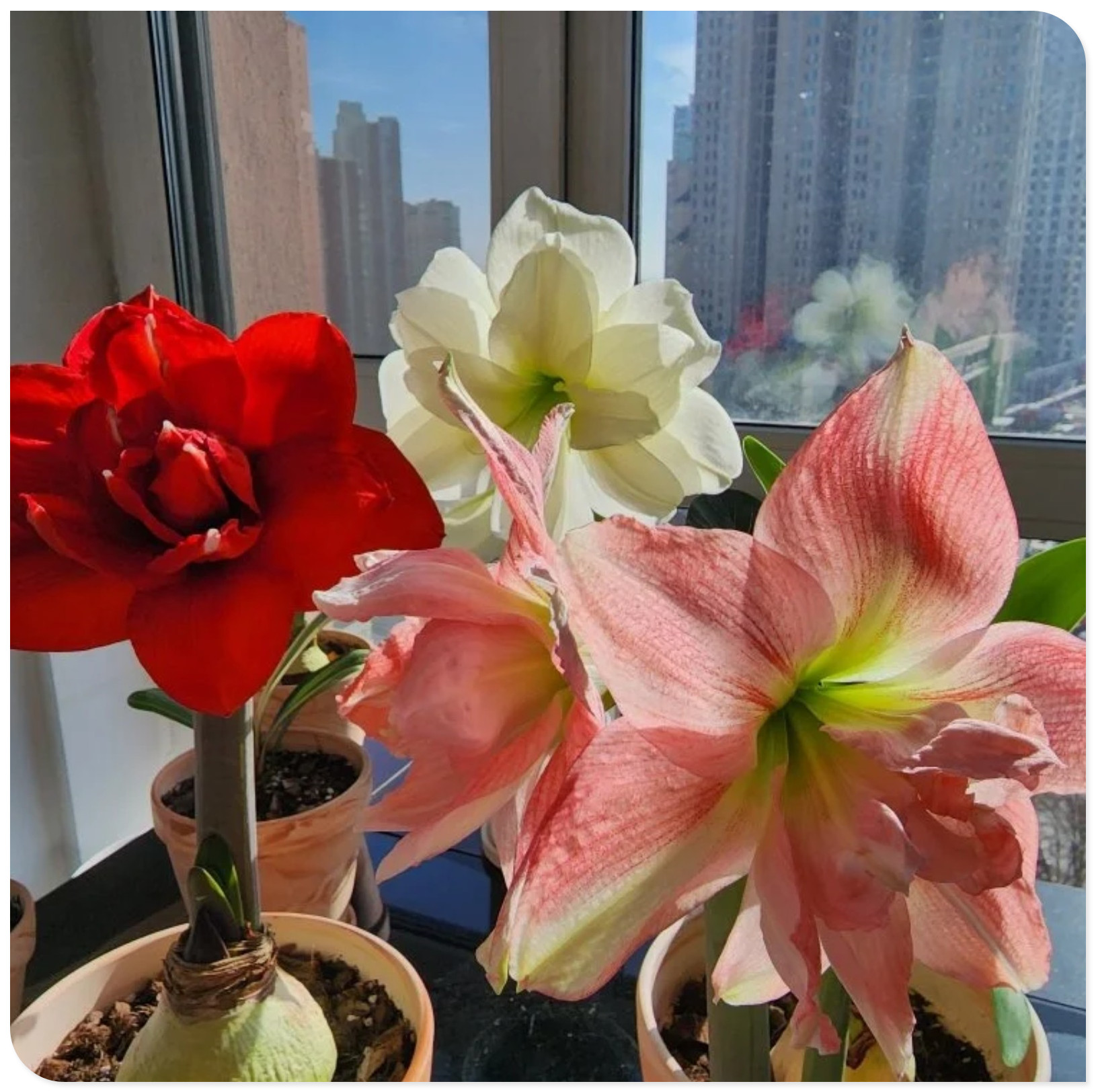 Amaryllis,Horticulture,Professional Planting,Simple to Grow,Graceful ...