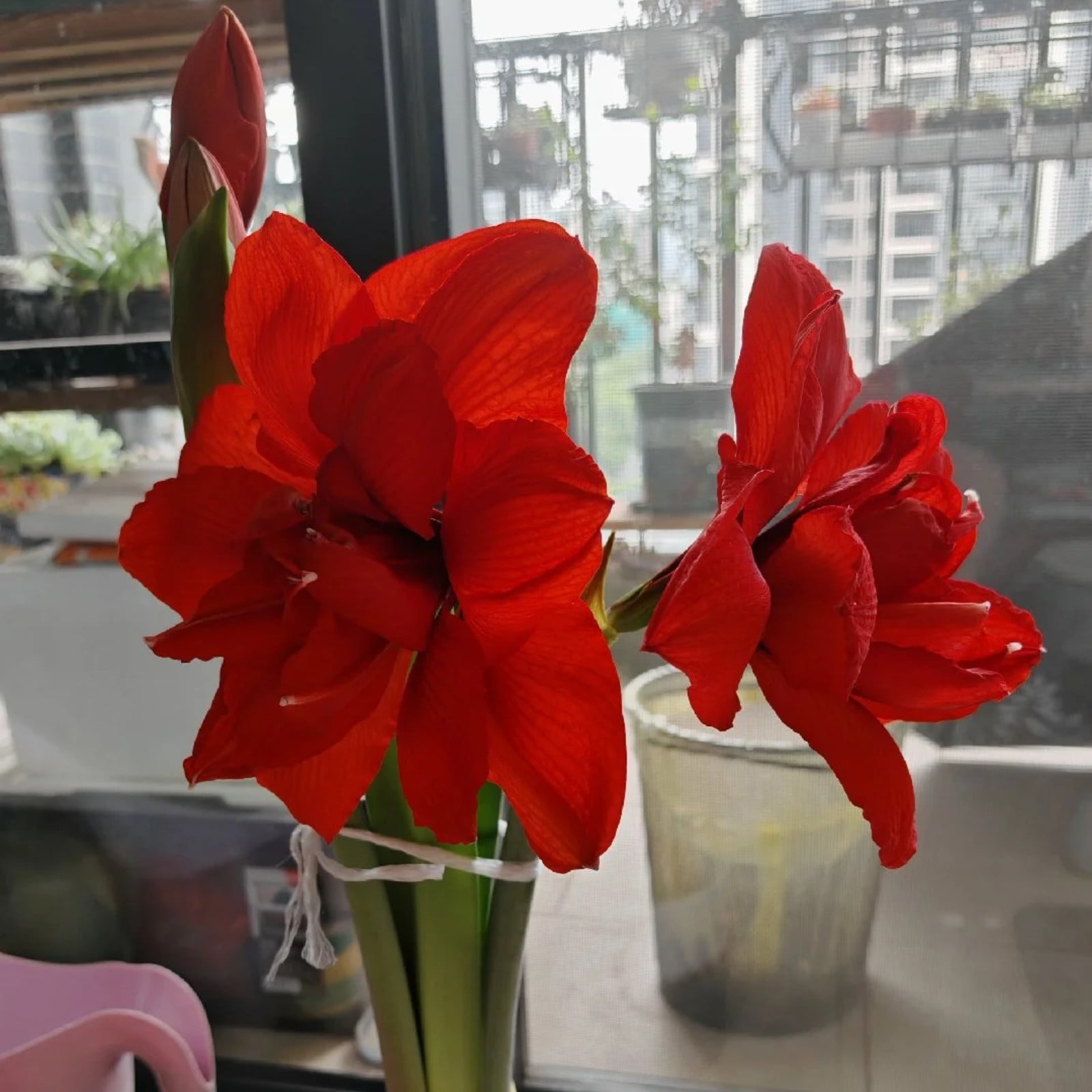 Amaryllis,Horticulture,Professional Planting,Simple to Grow,Pots to ...