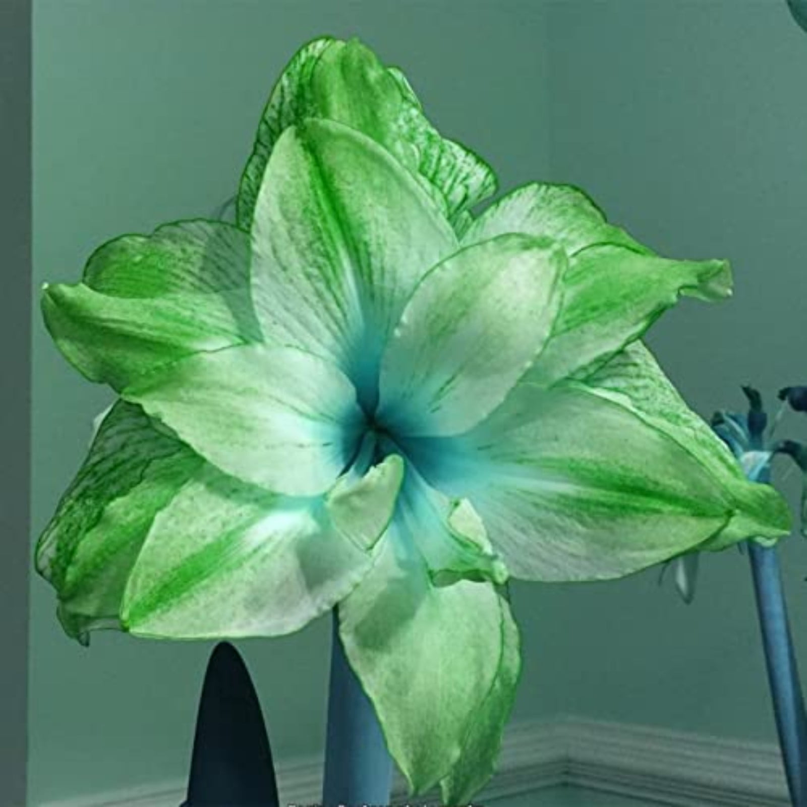 Amaryllis,Horticulture,Professional Planting,Simple to Grow,Pots to ...