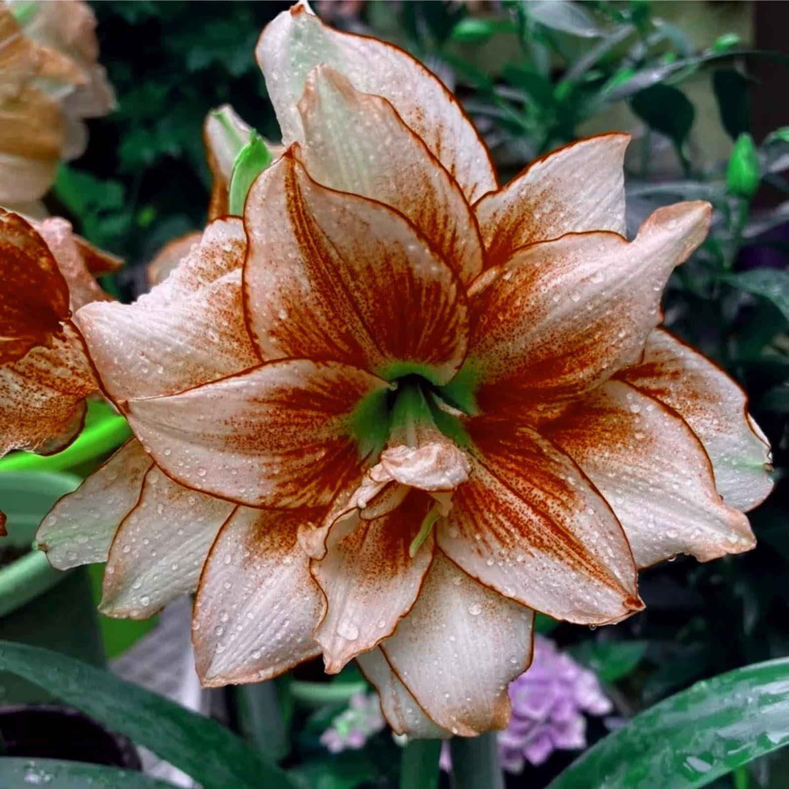 Amaryllis,Horticulture,Simple to Grow,Graceful,Landscaping Environment ...