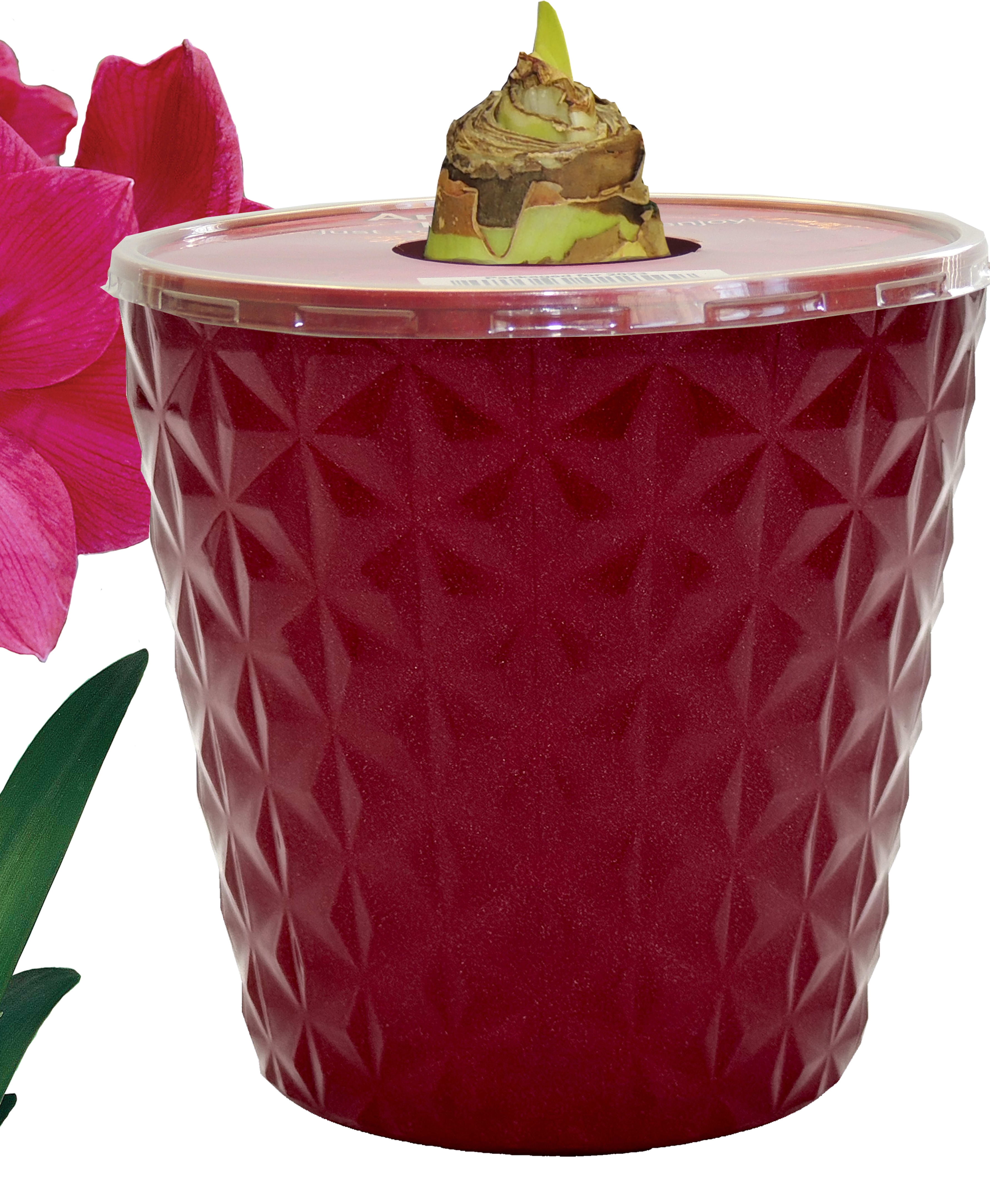 EuroBlooms Amaryllis Ice Pink in 6-Inch Red Pot, Live Ice Pink ...