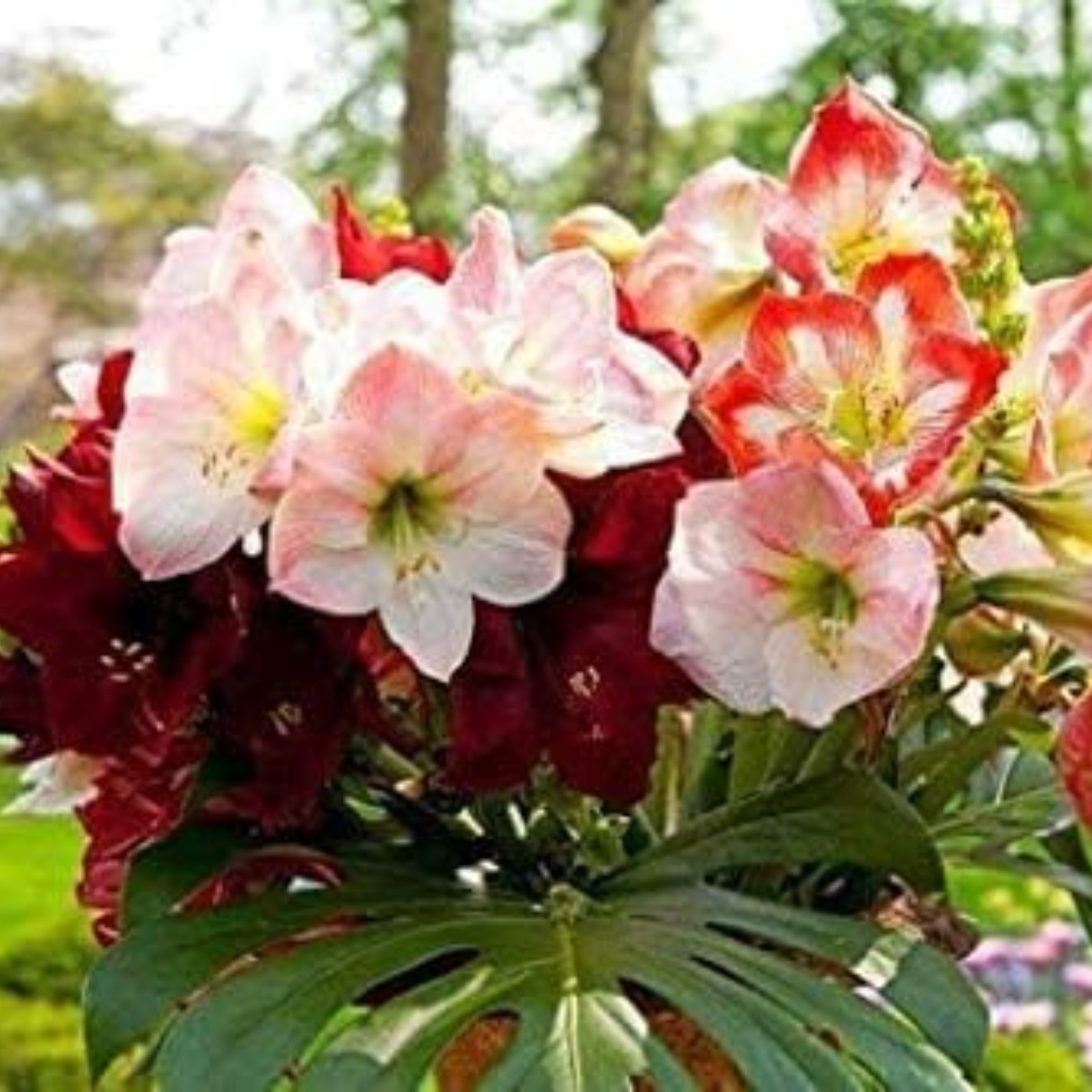 Amaryllis,Iridescent,Landscaping Environment,Graceful,No Water Needed ...