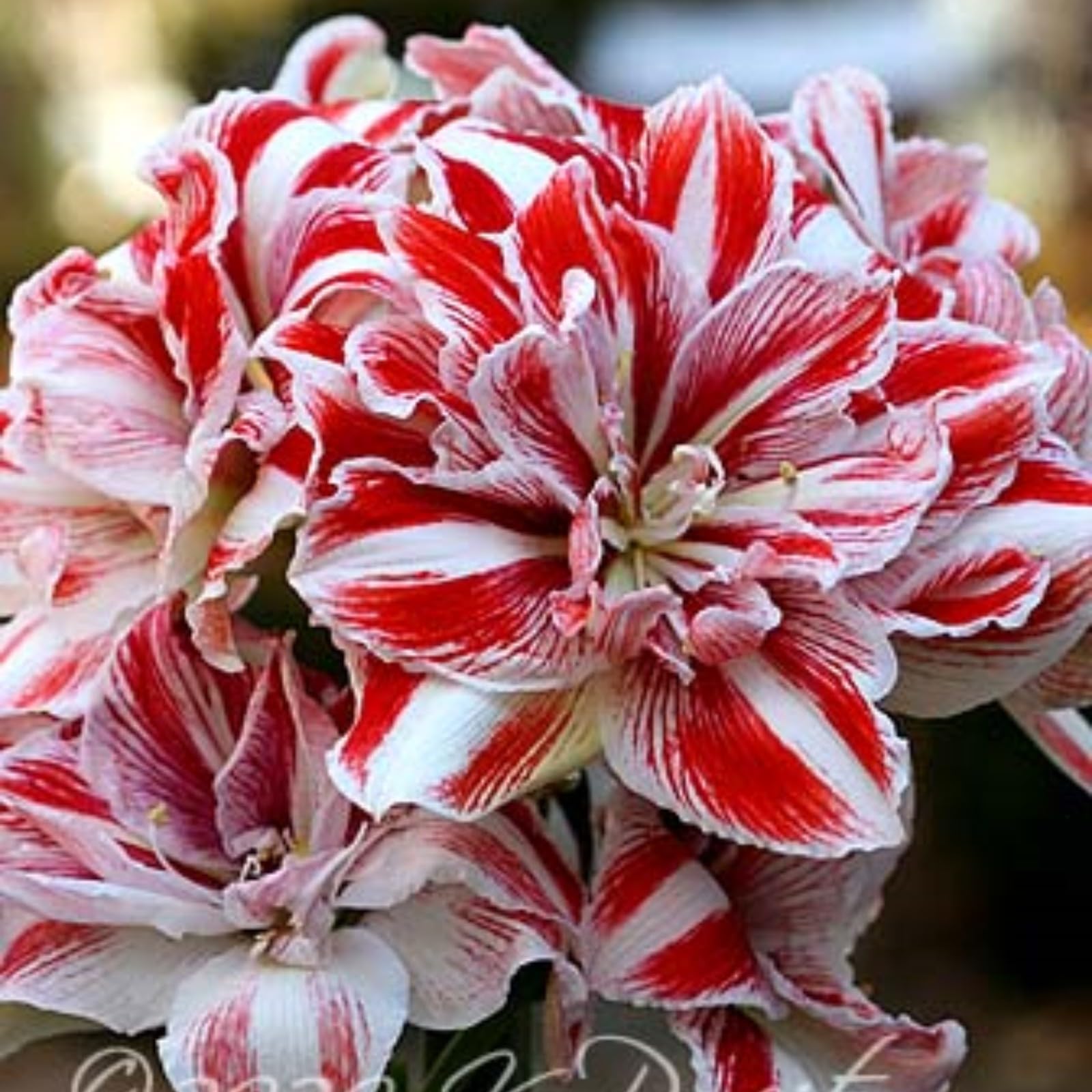 Amaryllis,Iridescent,Landscaping Environment,Graceful,No Water Needed ...