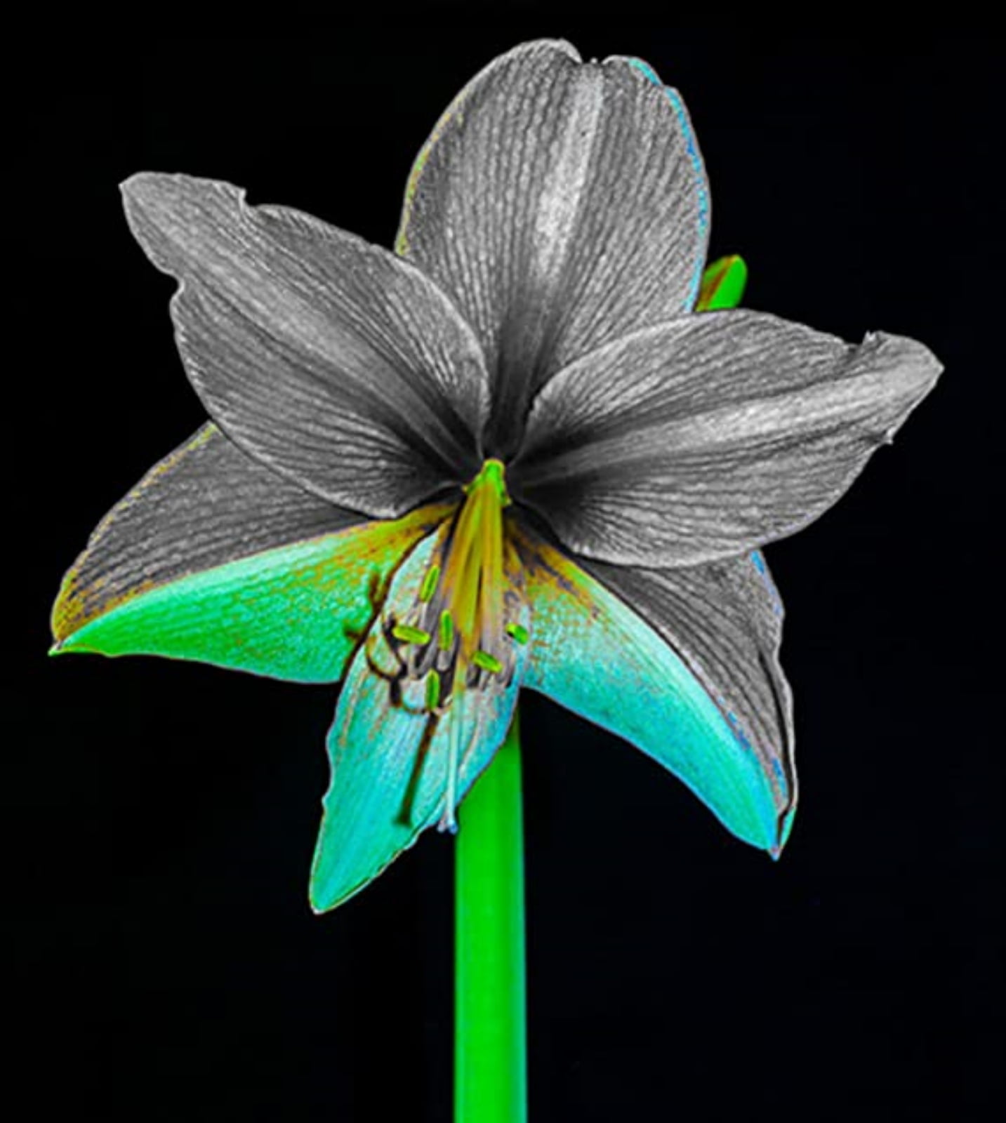 Amaryllis,Iridescent,Landscaping Environment,Pots to Grow,Simple to ...