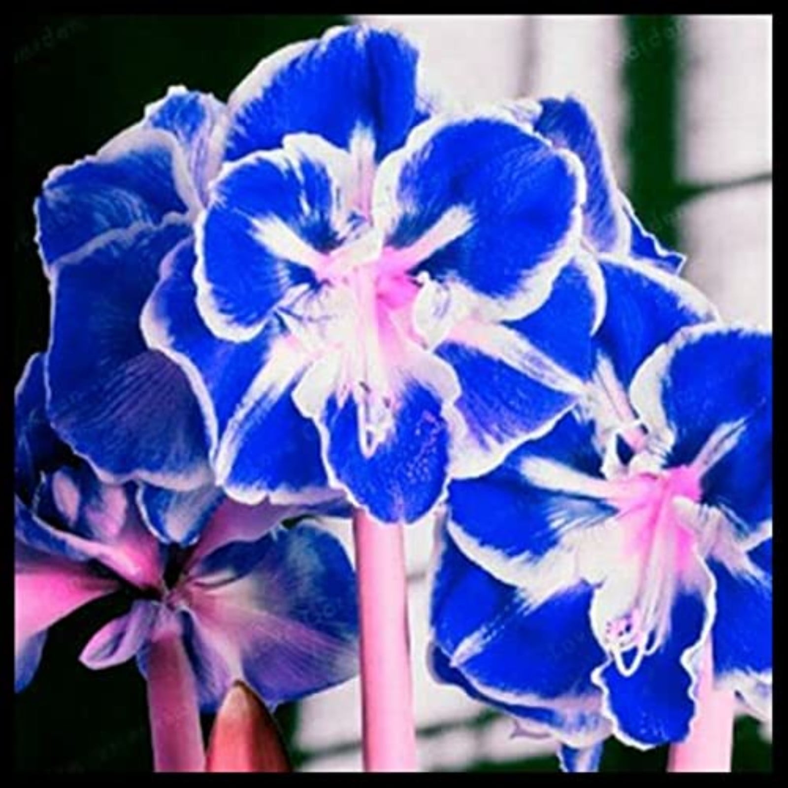 Amaryllis,Iridescent,Landscaping Environment,Pots to Grow,Simple to ...