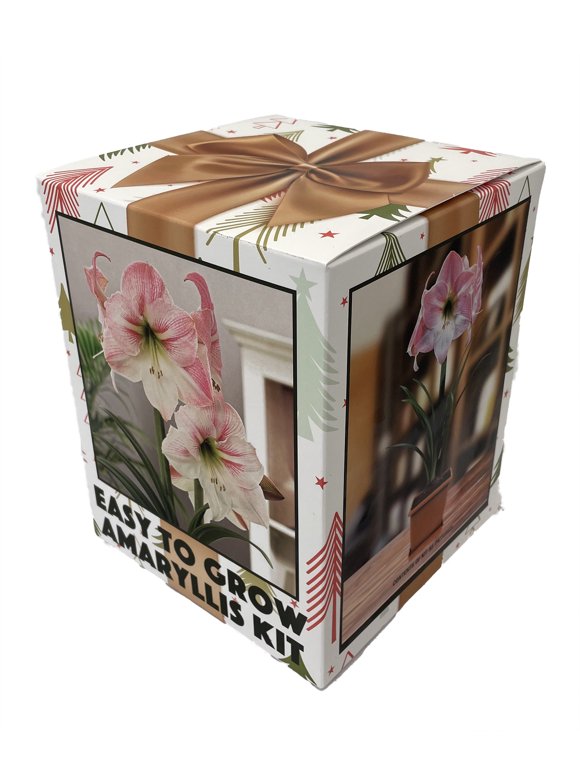 Plant Bulbs in Live Plants - Walmart.com