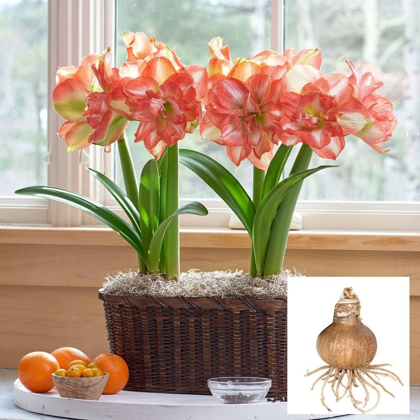 Amaryllis,Landscaping Environment,Iridescent,No Water Needed,Graceful ...