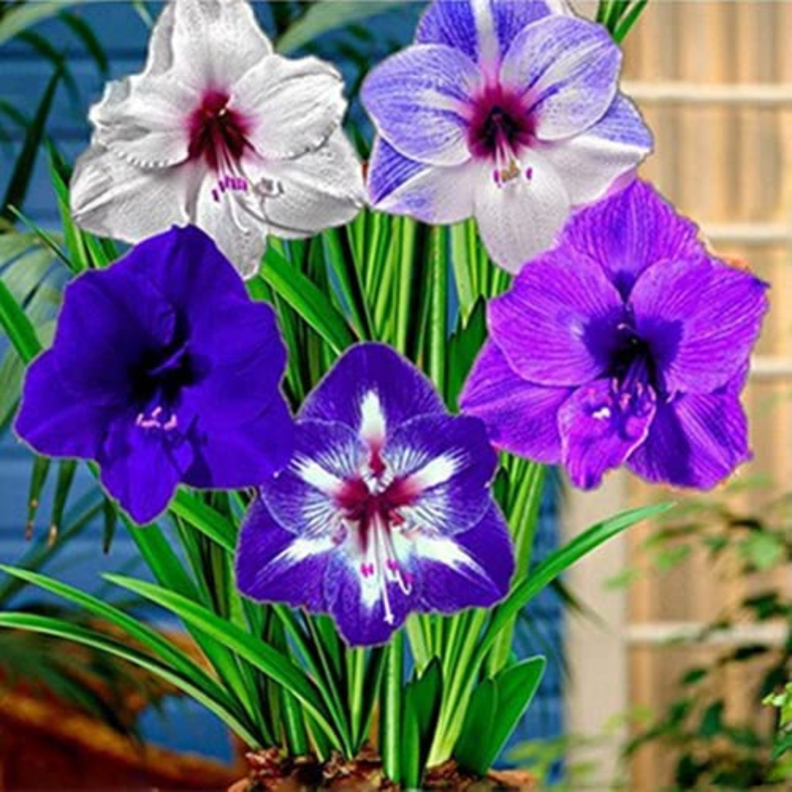 Amaryllis,Landscaping Environment,Iridescent,Pots to Grow,Graceful,No ...