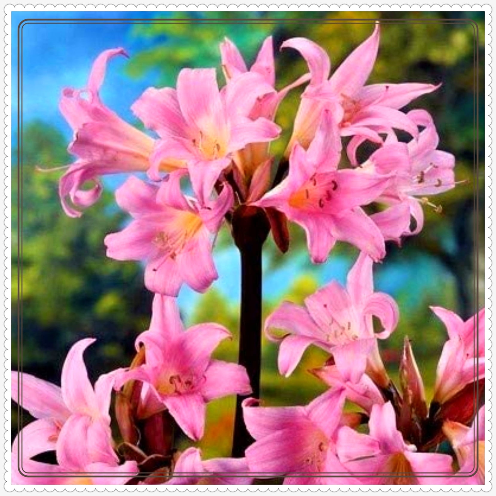 Amaryllis,Landscaping Environment,Pots to Grow,Iridescent,Graceful,No ...