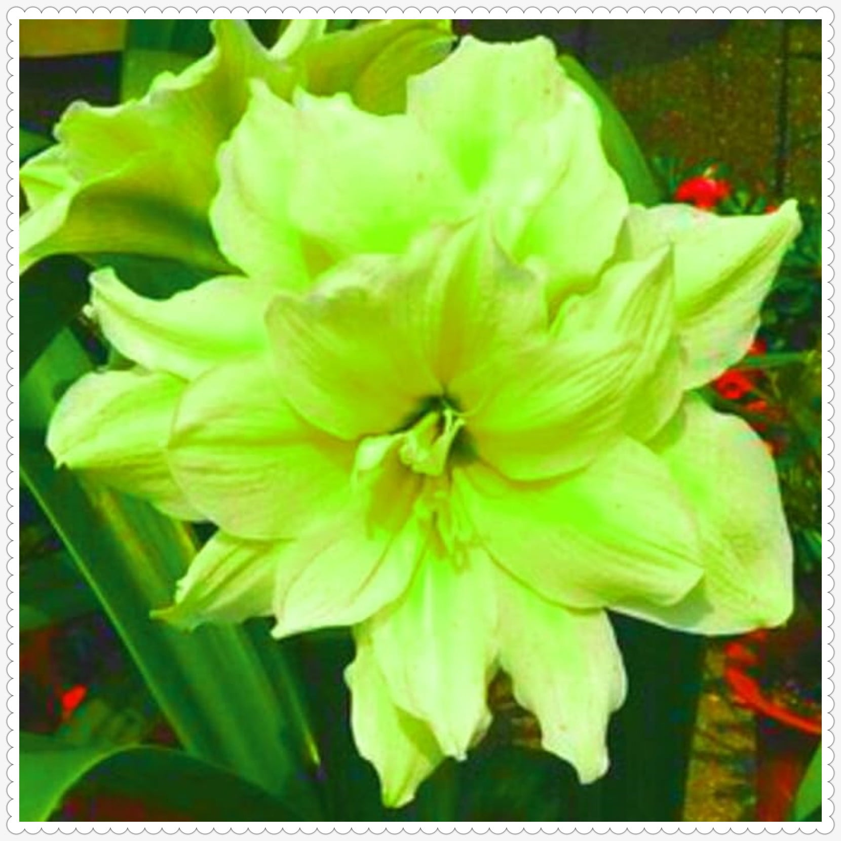 Amaryllis,Landscaping Environment,Pots to Grow,Iridescent,Graceful,No ...