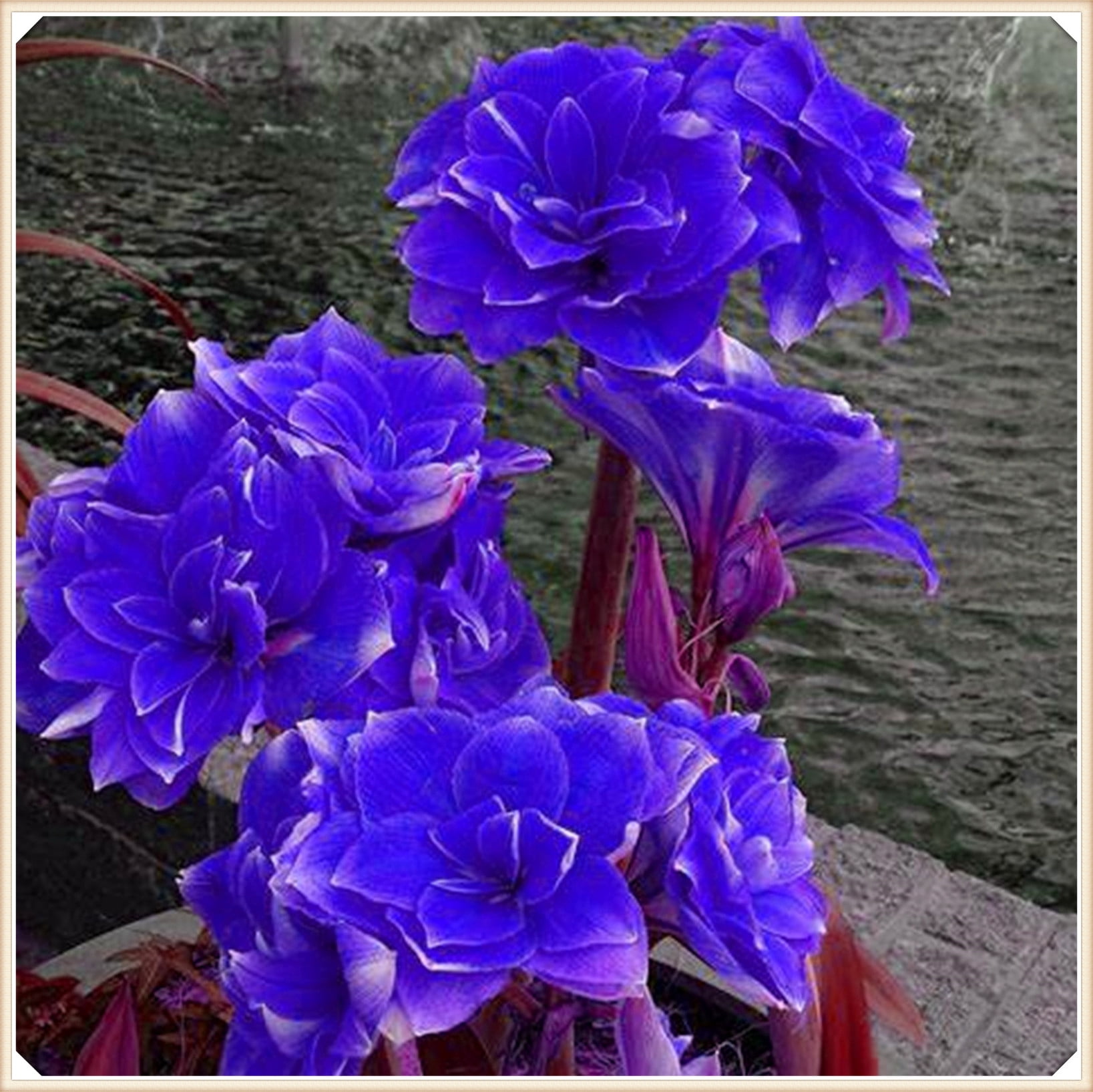 Amaryllis, Large Flowers, Amaryllis Bulbs,Suitable for Indoor and ...