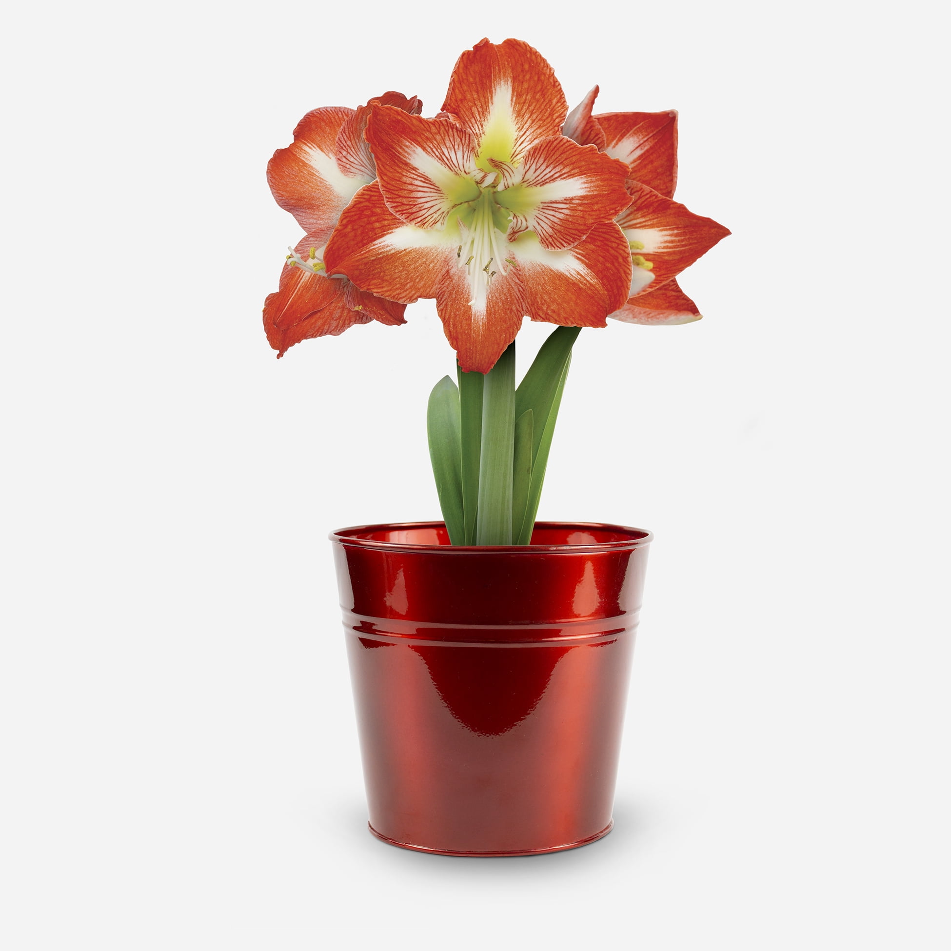 Amaryllis 'Minerva' with Red Metallic Tin Pot - Walmart.com