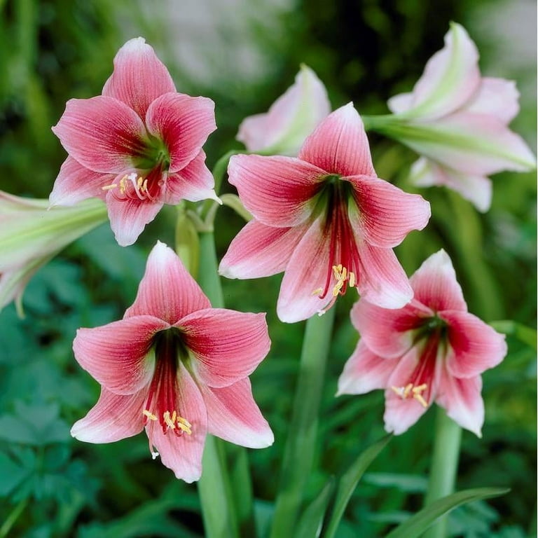 Pink Amaryllis Flower