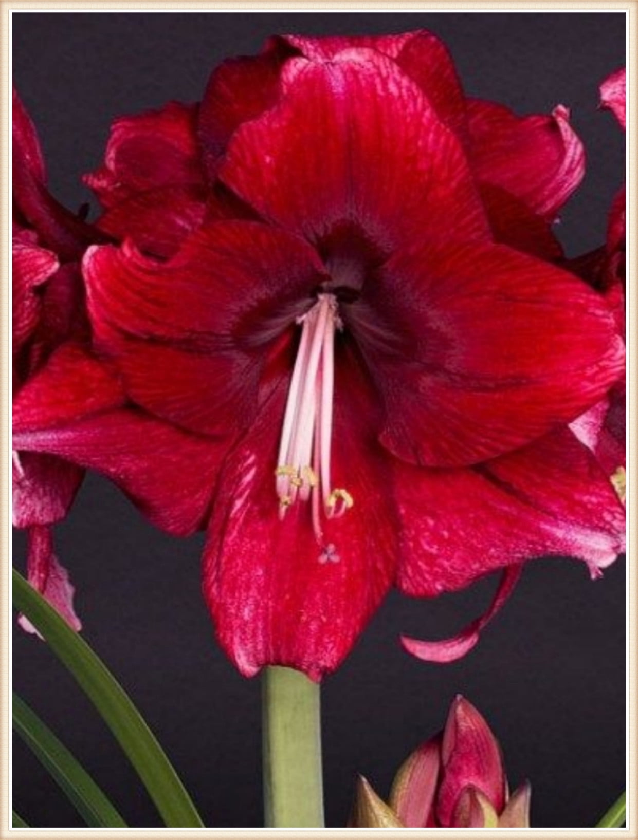 Amaryllis Plant Long Blooming Period Tubers Mysterious Species Rare ...