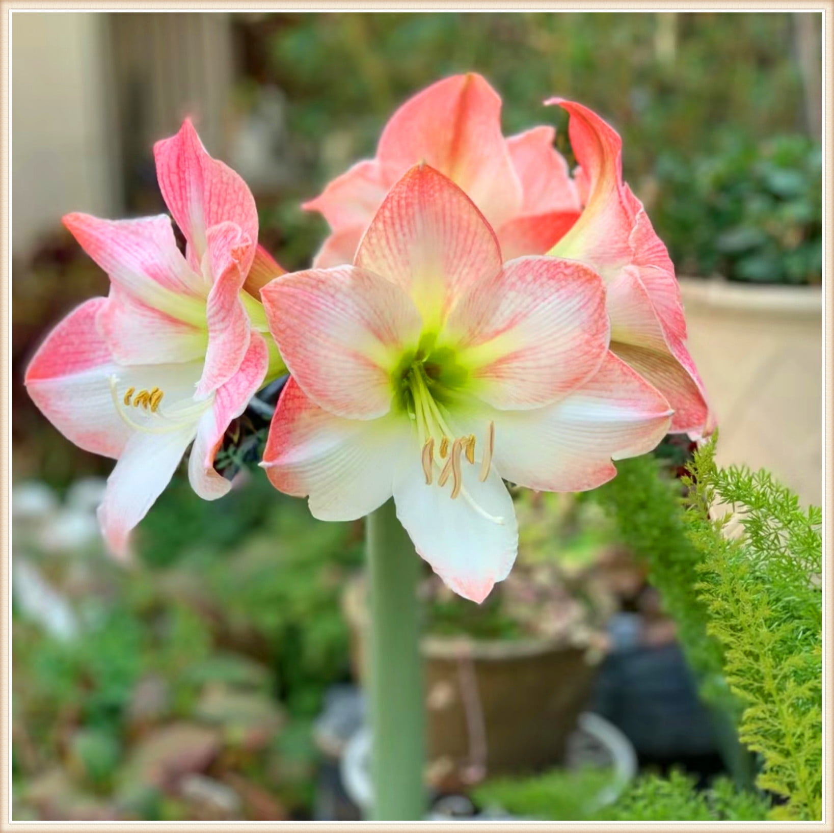 Amaryllis Plant Long Blooming Period Tubers Mysterious Species Rare ...