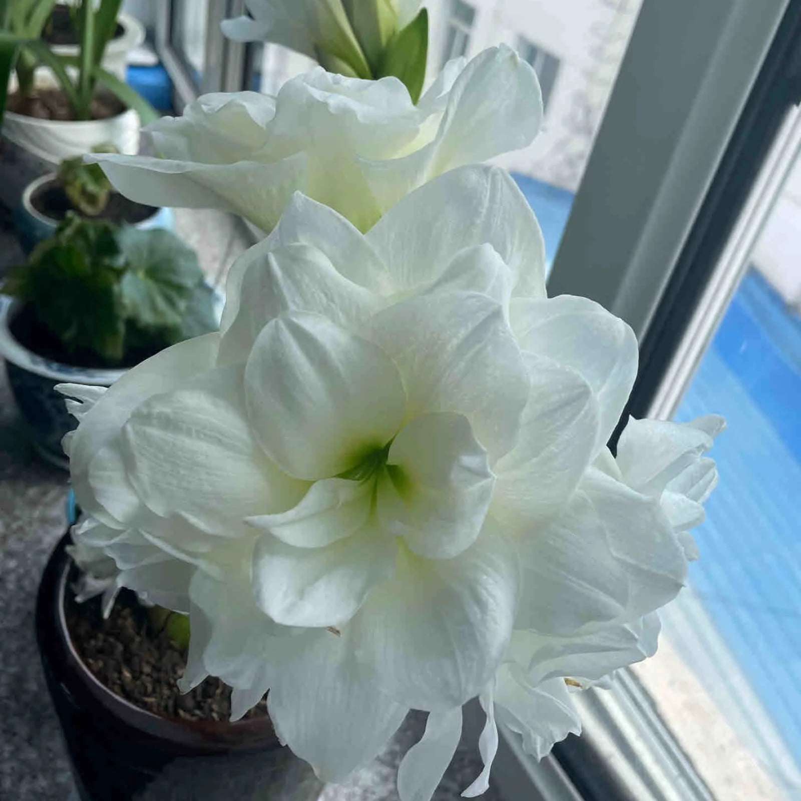 Amaryllis Plant,Professional Simple to Grow,Amaryllis for Planting ...