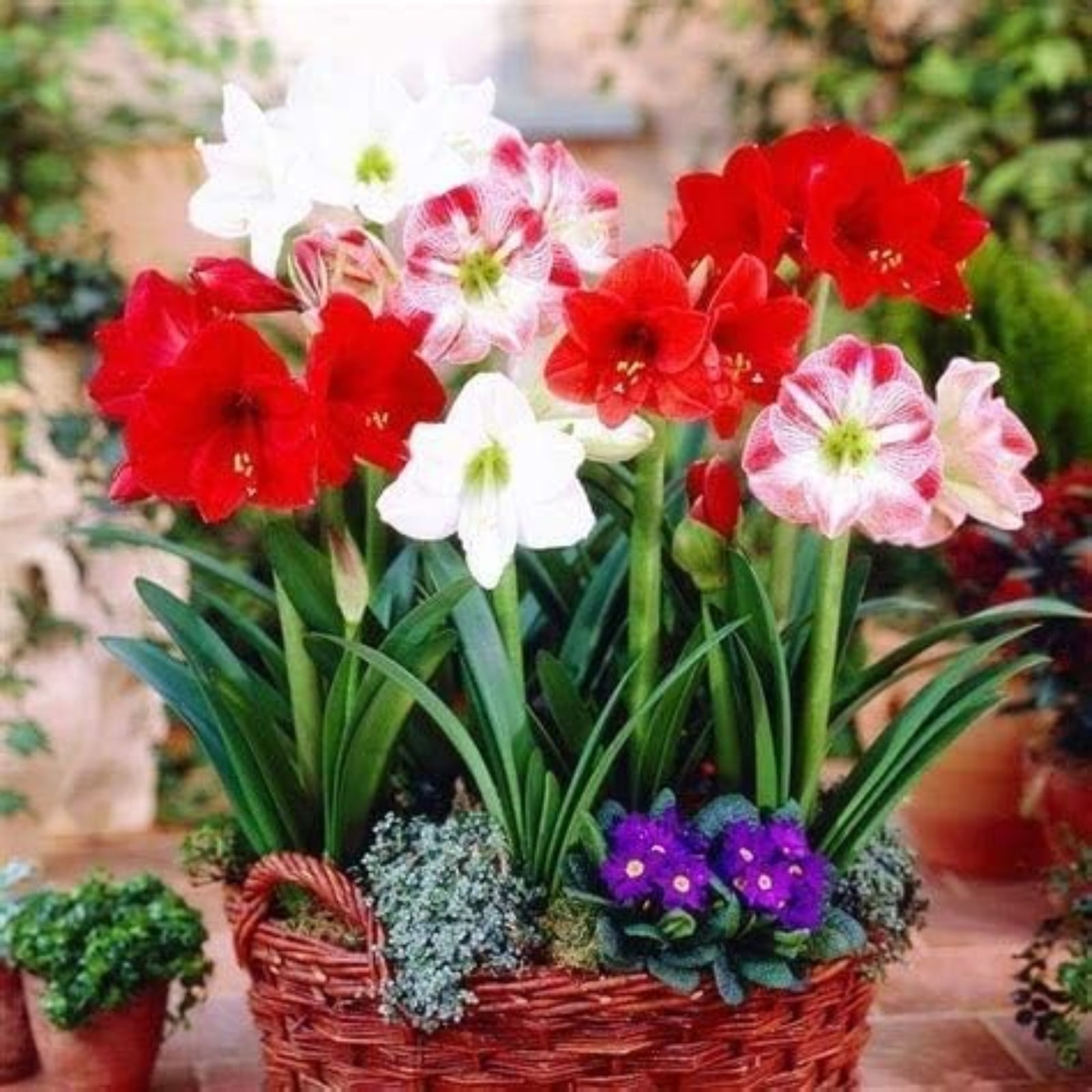 Amaryllis Plant Professional Simple to Grow Pots to Grow Amaryllis for ...