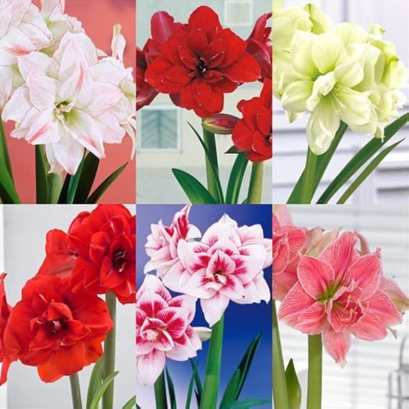 Amaryllis Plant,Professional Simple to Grow,Pots to Grow,Graceful ...