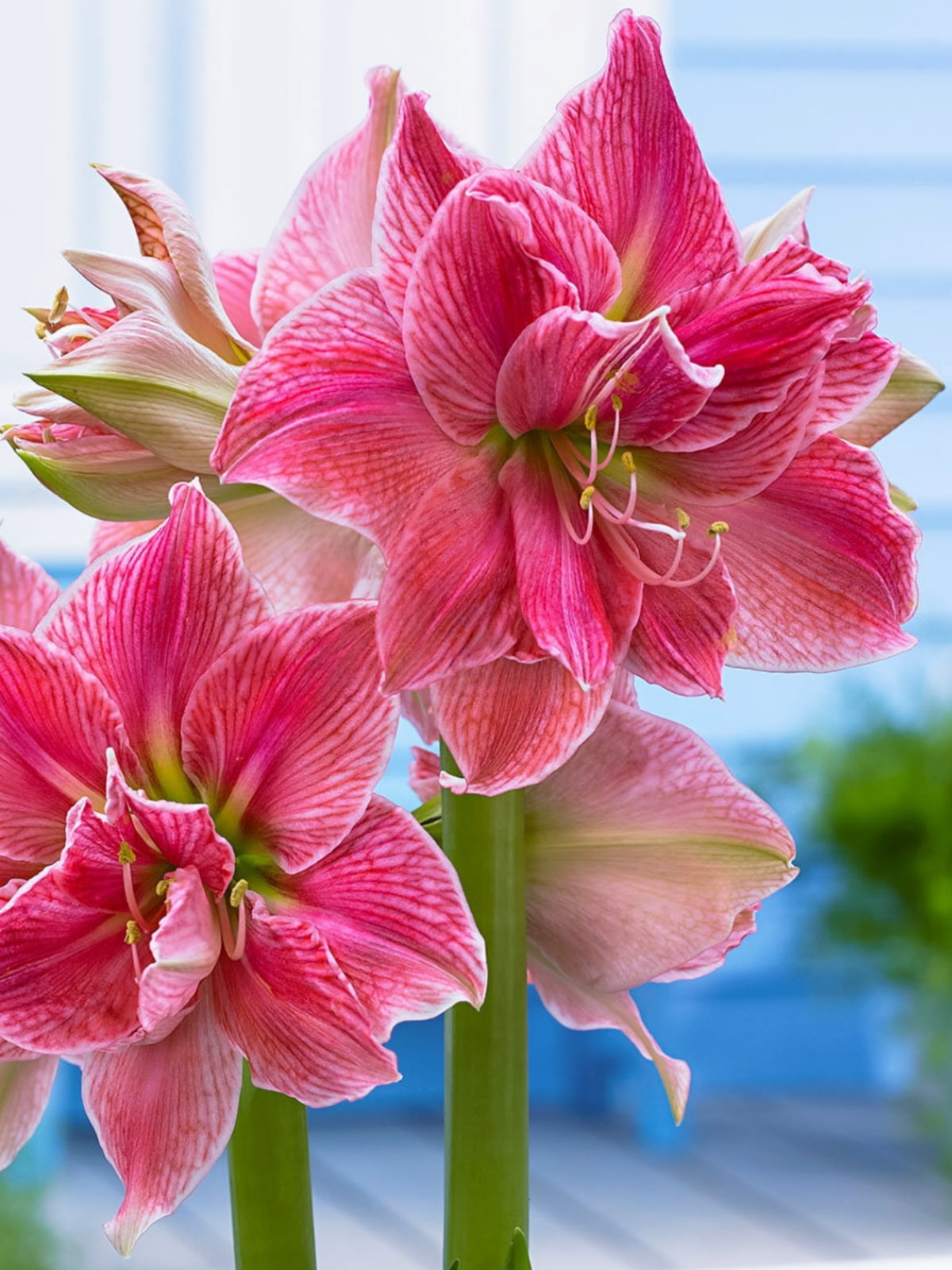 Amaryllis Plant Species Rare Bulk Professional Long Blooming Period ...