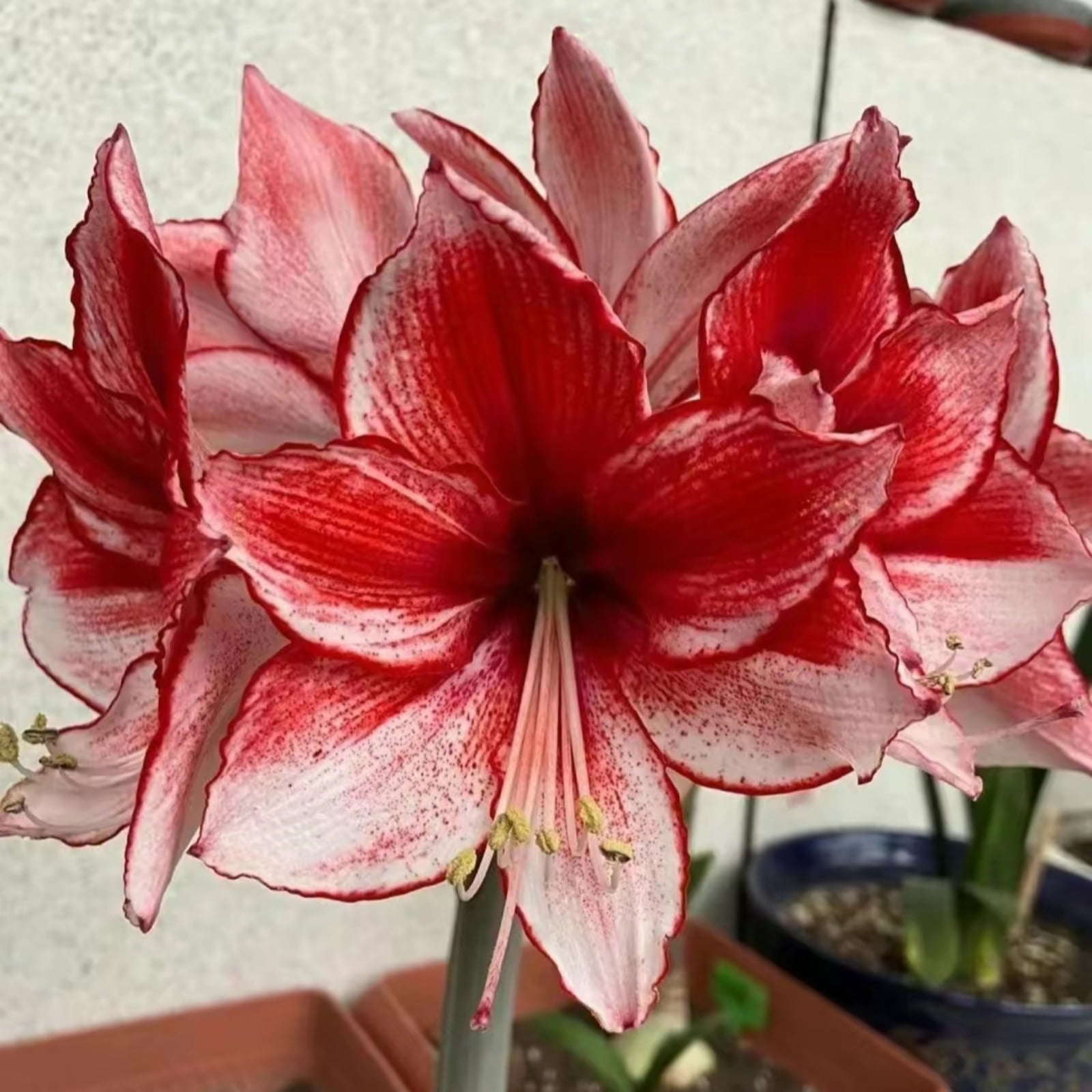Amaryllis Planting Garden Pots to Grow Ornaments Perennia Bulk Tubers ...