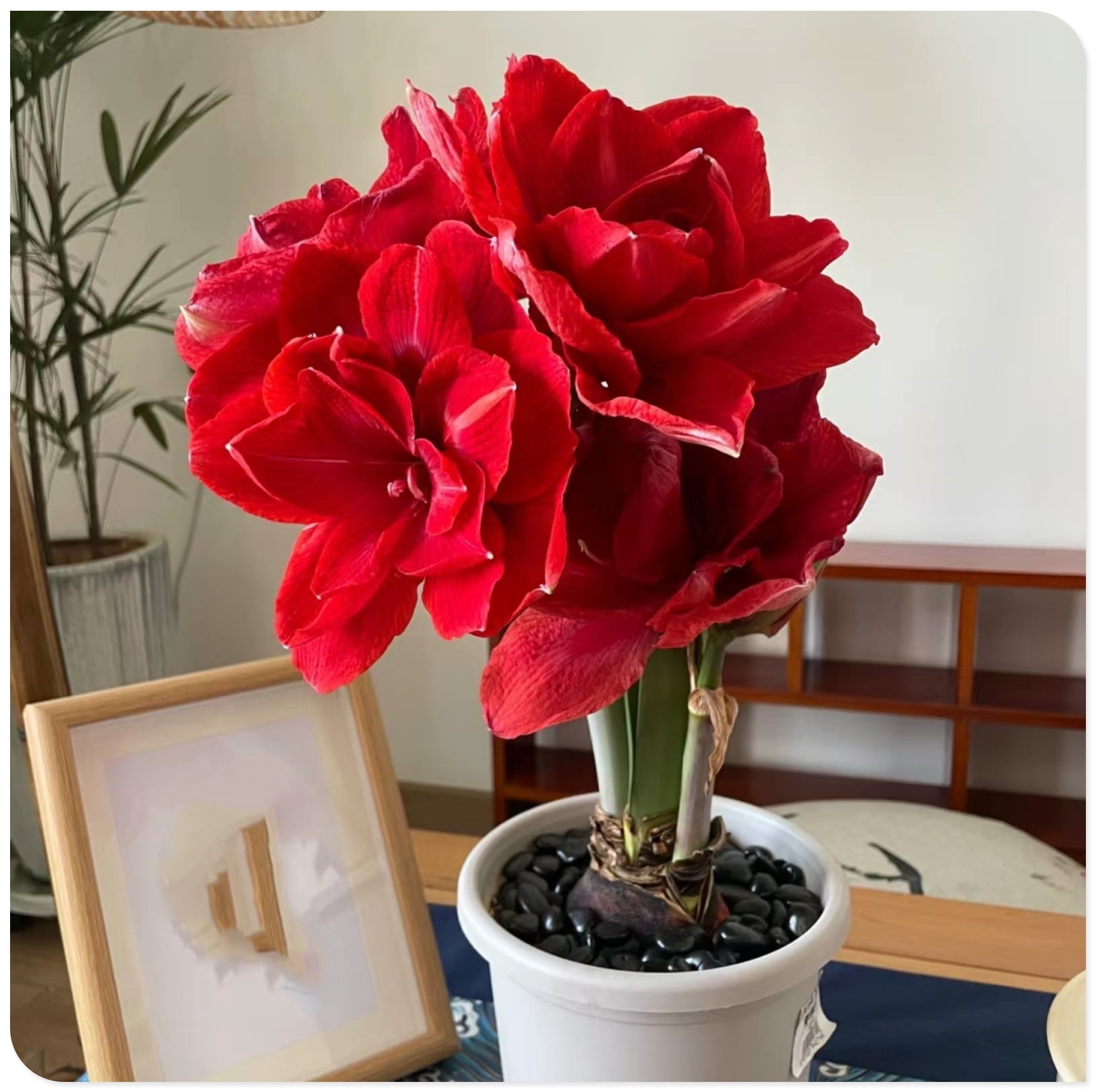 Amaryllis Planting Ornaments Perennia Bulk Tubers Garden Pots to Grow ...