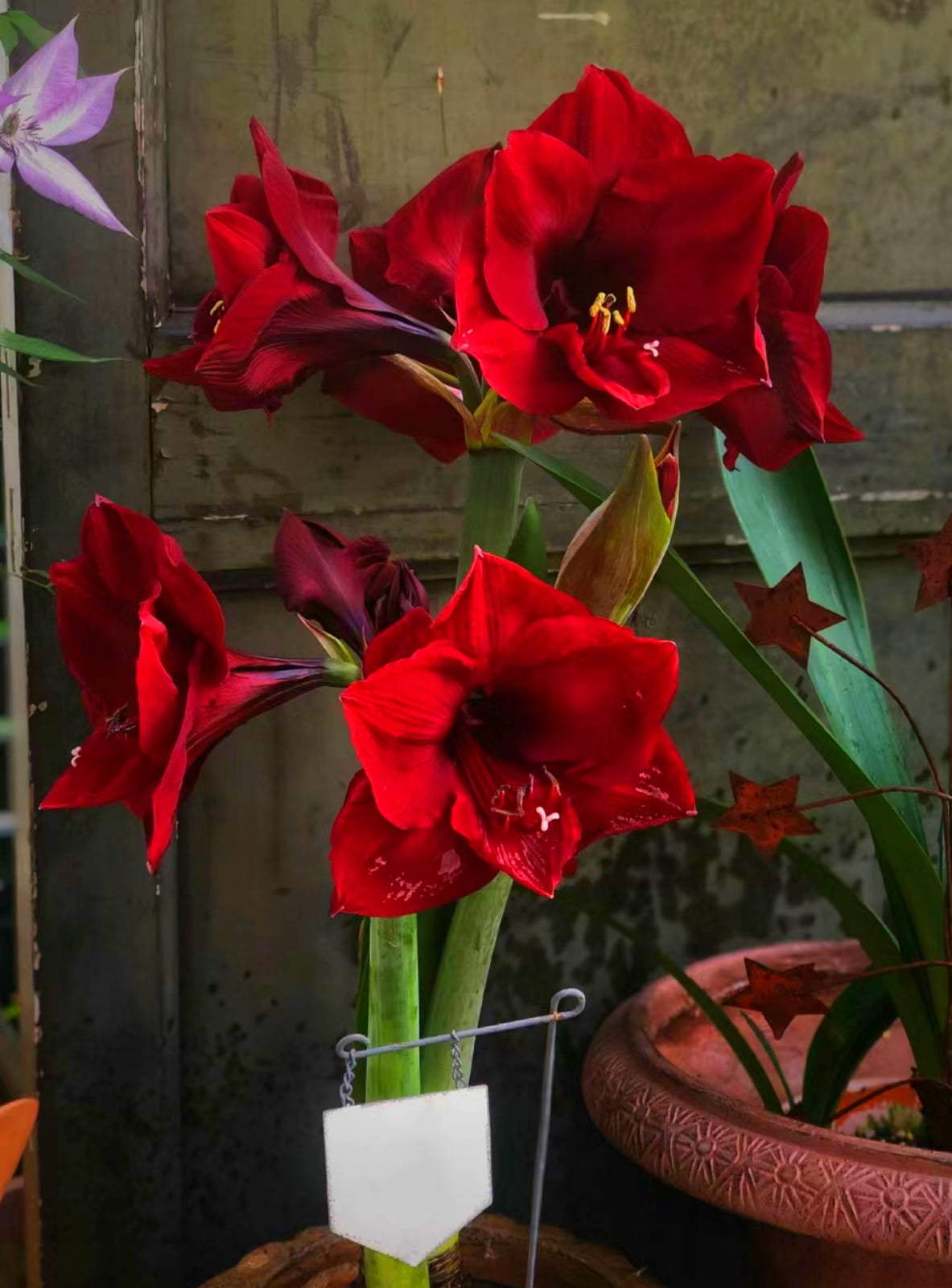 Amaryllis Planting Perennia Bulk Tubers Garden Pots to Grow Ornaments ...