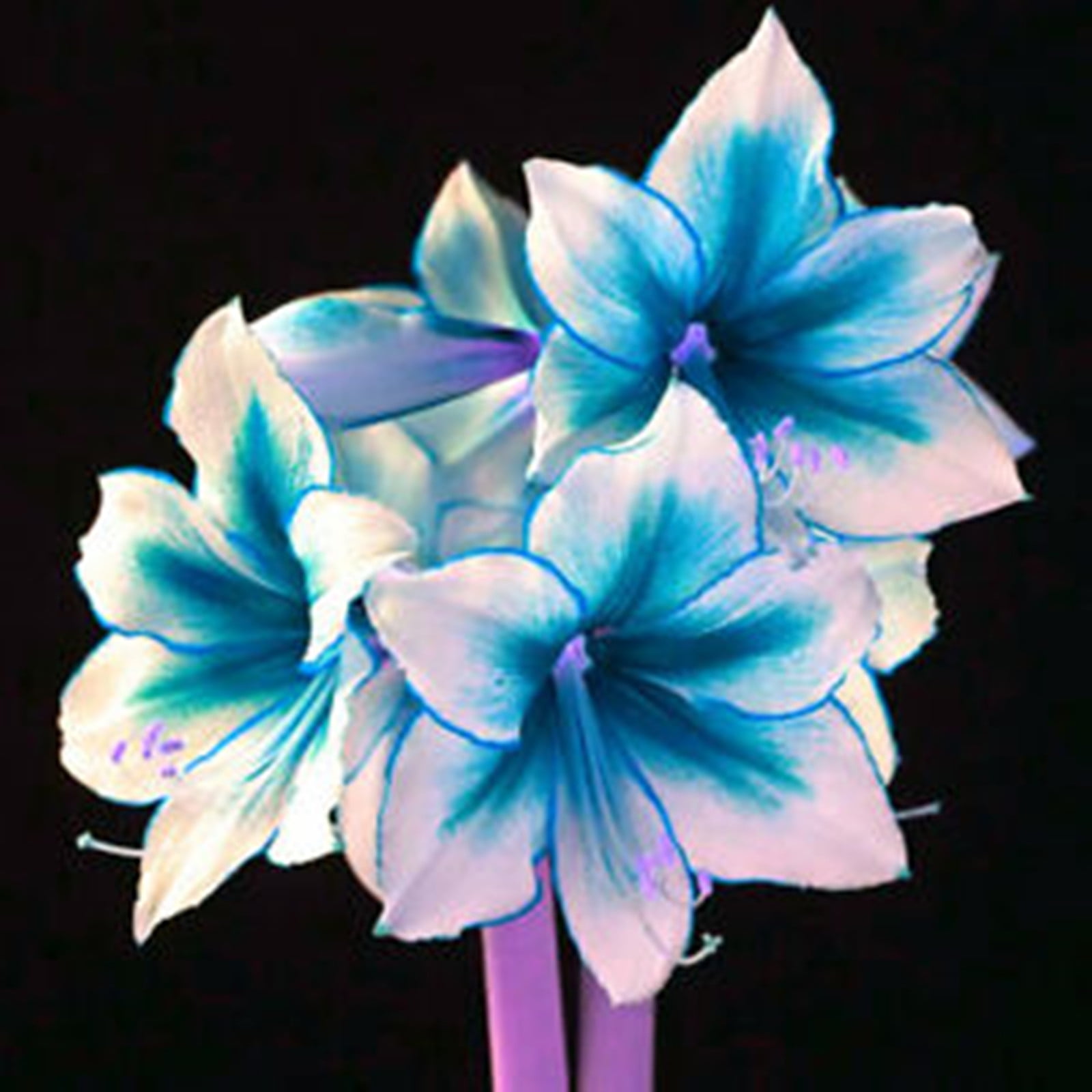 Amaryllis Plants, Easy to Plant Perennial, Amaryllis For Sale ...