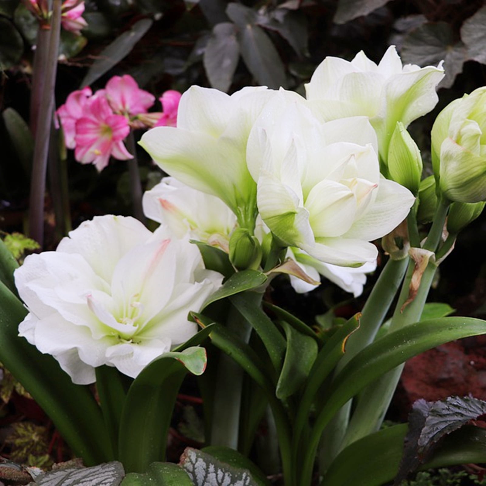 Christmas Amaryllis Amaryllis Plants, Easy To Plant Perennial, Rhizome ...