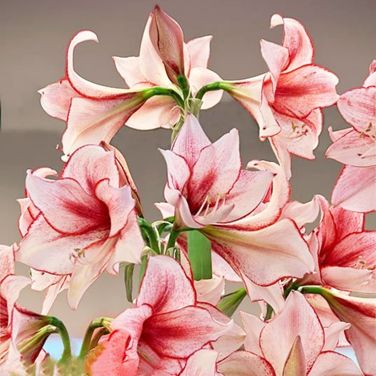 Amaryllis Plants, Easy to Plant Perennial, Amaryllis Plant, Large ...