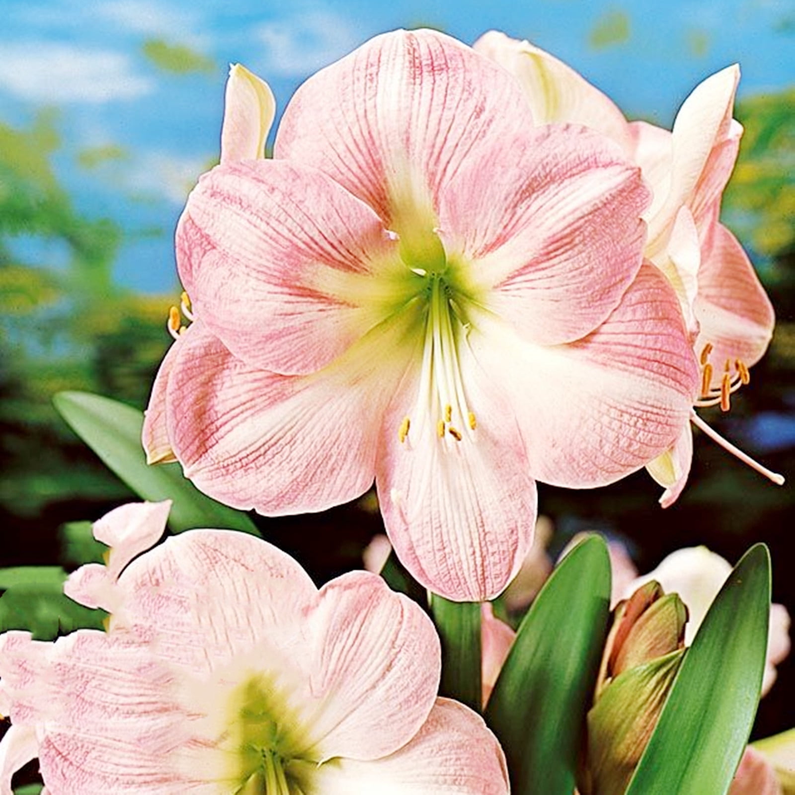 Amaryllis Plants, Easy to Plant Perennial, Rhizome Easy to Grow ...