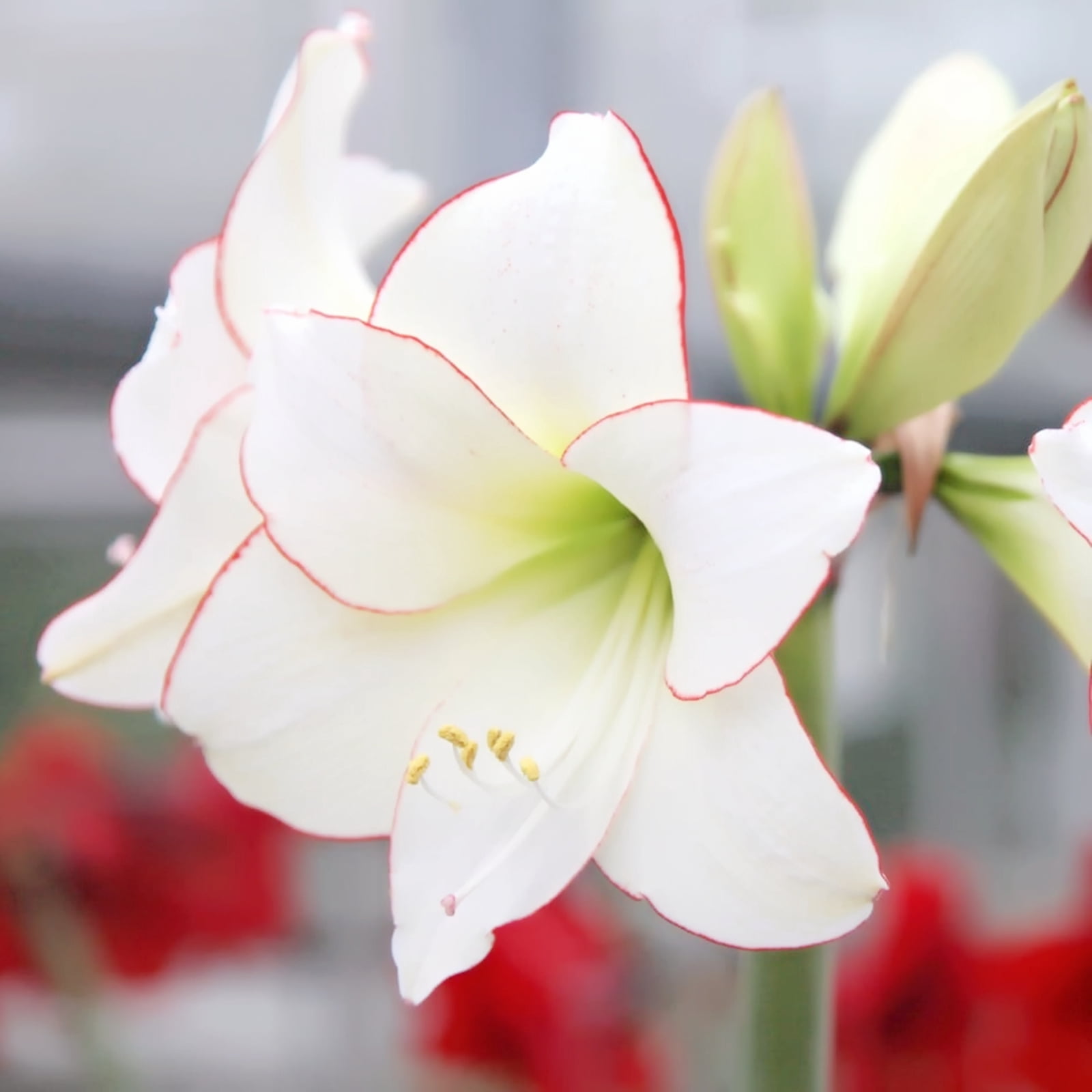 Amaryllis Plants, Rhizome Easy to Grow & Maintain, Amaryllis Plant ...
