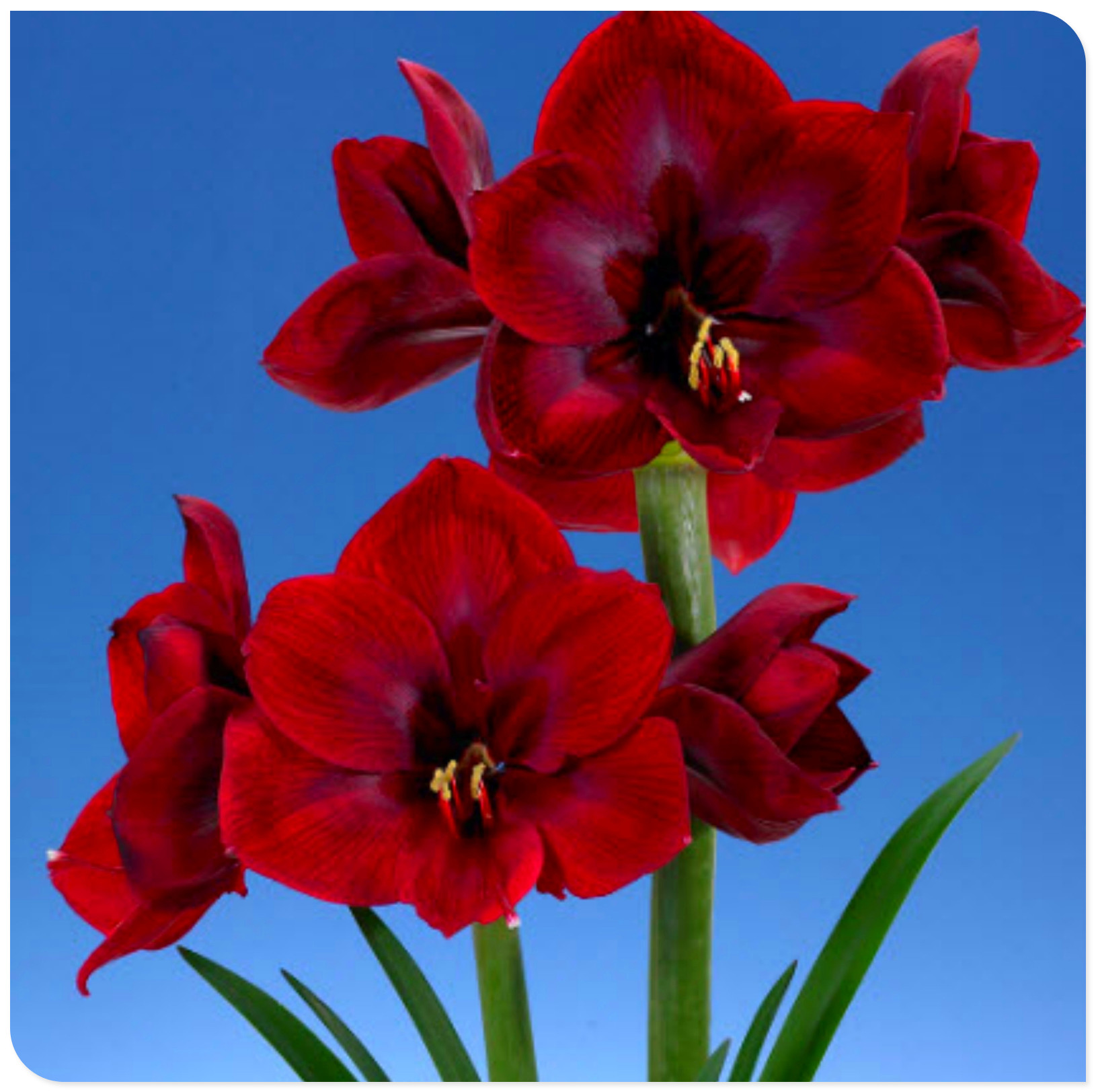 Amaryllis Pots to Grow Home Garden Decoration Bright for Planting ...