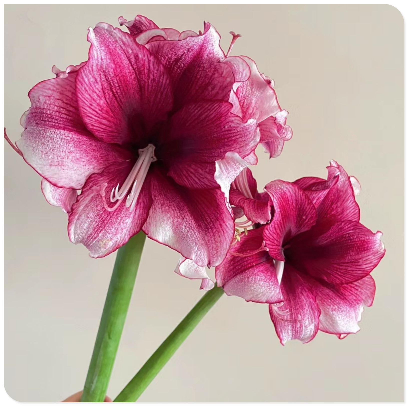Amaryllis Pots to Grow Home Garden Decoration Bright for Planting ...
