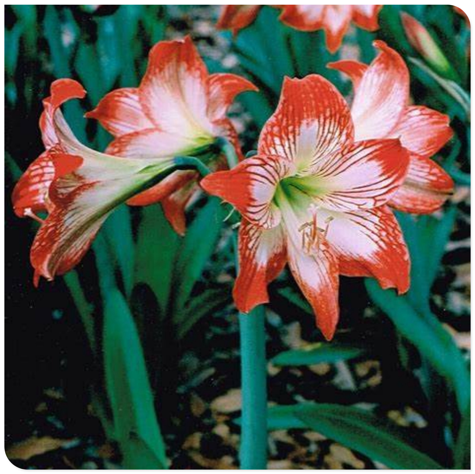 Amaryllis Pots to Grow Home Garden Decoration Bright for Planting ...