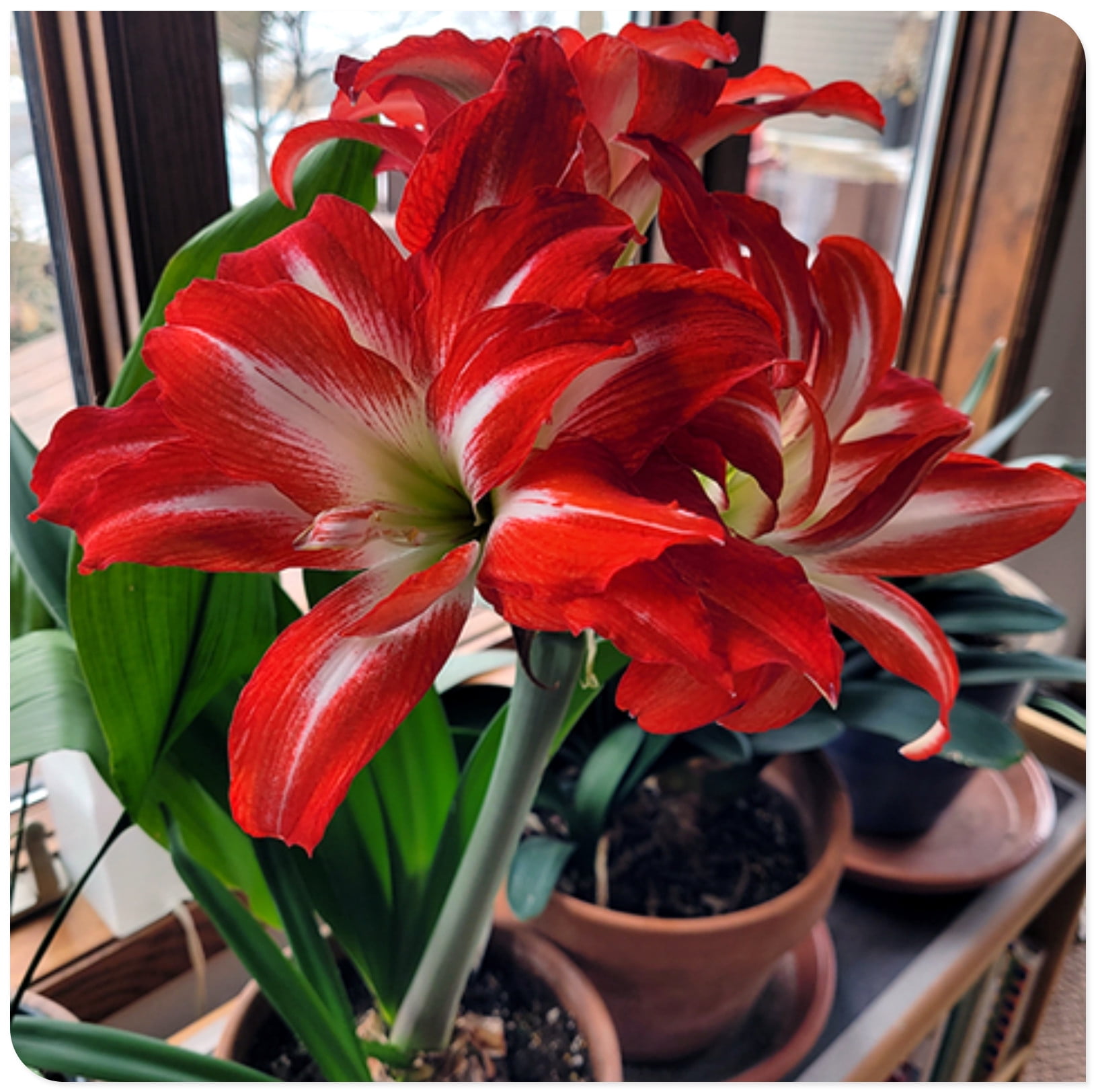 Amaryllis Pots to Grow Home Garden Decoration Bright for Planting ...