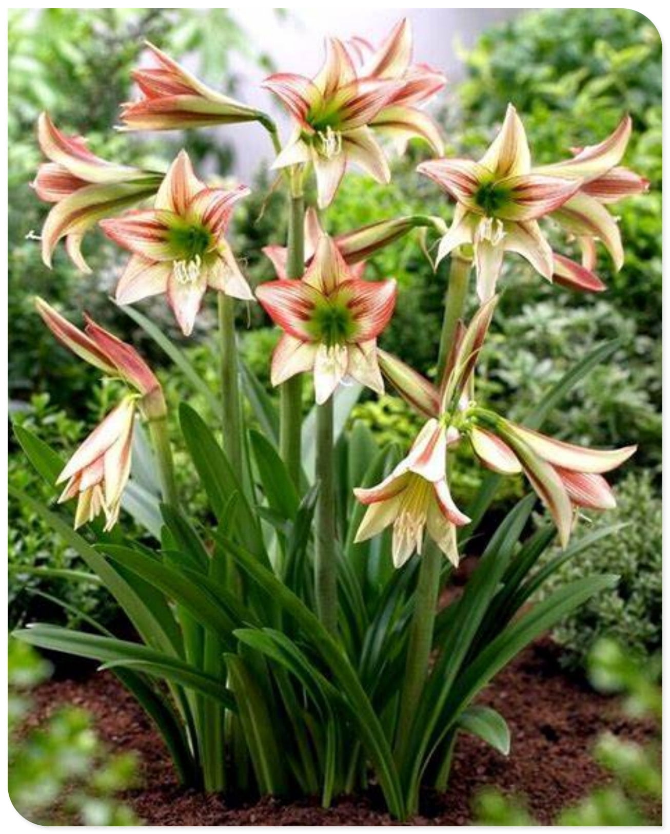 Amaryllis Pots to Grow Home Garden Decoration Bright for Planting ...