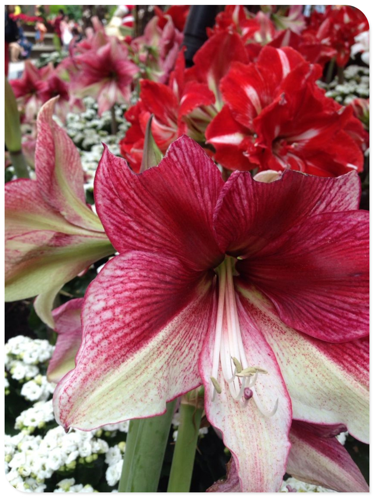 Amaryllis Pots to Grow Home Garden Decoration Bright for Planting ...