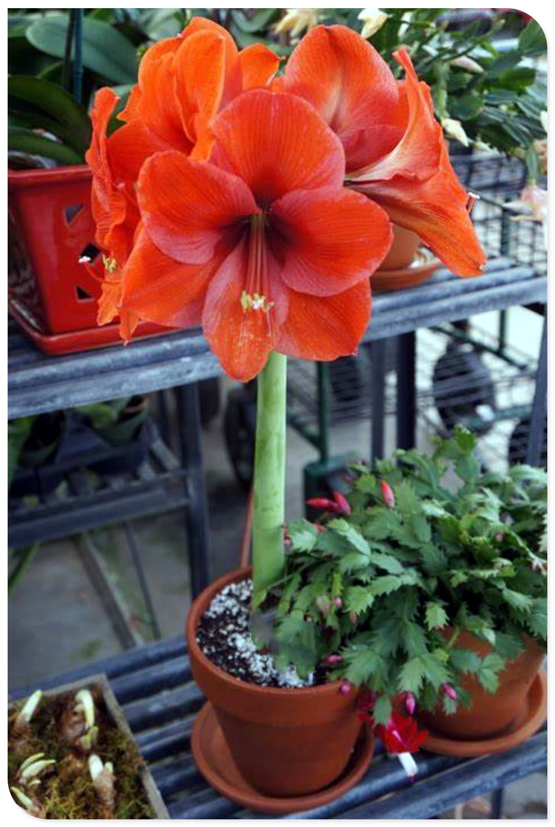 Amaryllis Pots to Grow Home Garden Decoration Bright for Planting ...