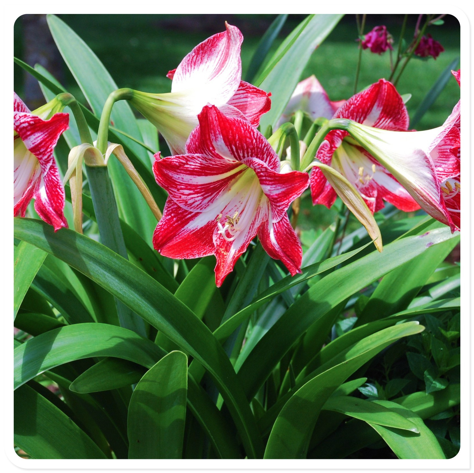 Amaryllis Pots to Grow Home Garden Decoration Bright for Planting ...