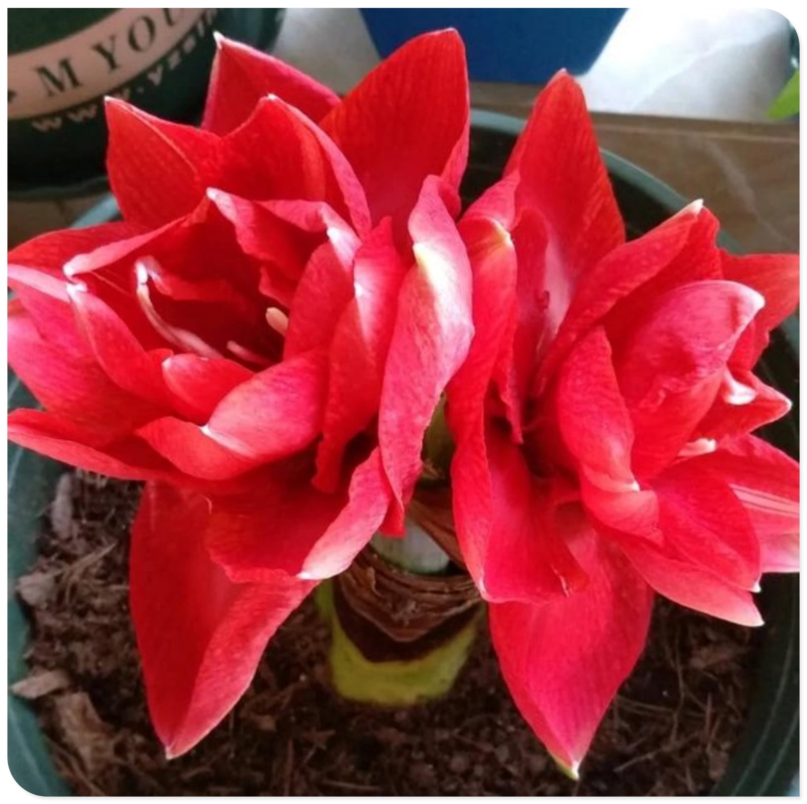 Amaryllis Pots to Grow Home Garden Decoration Bright for Planting ...