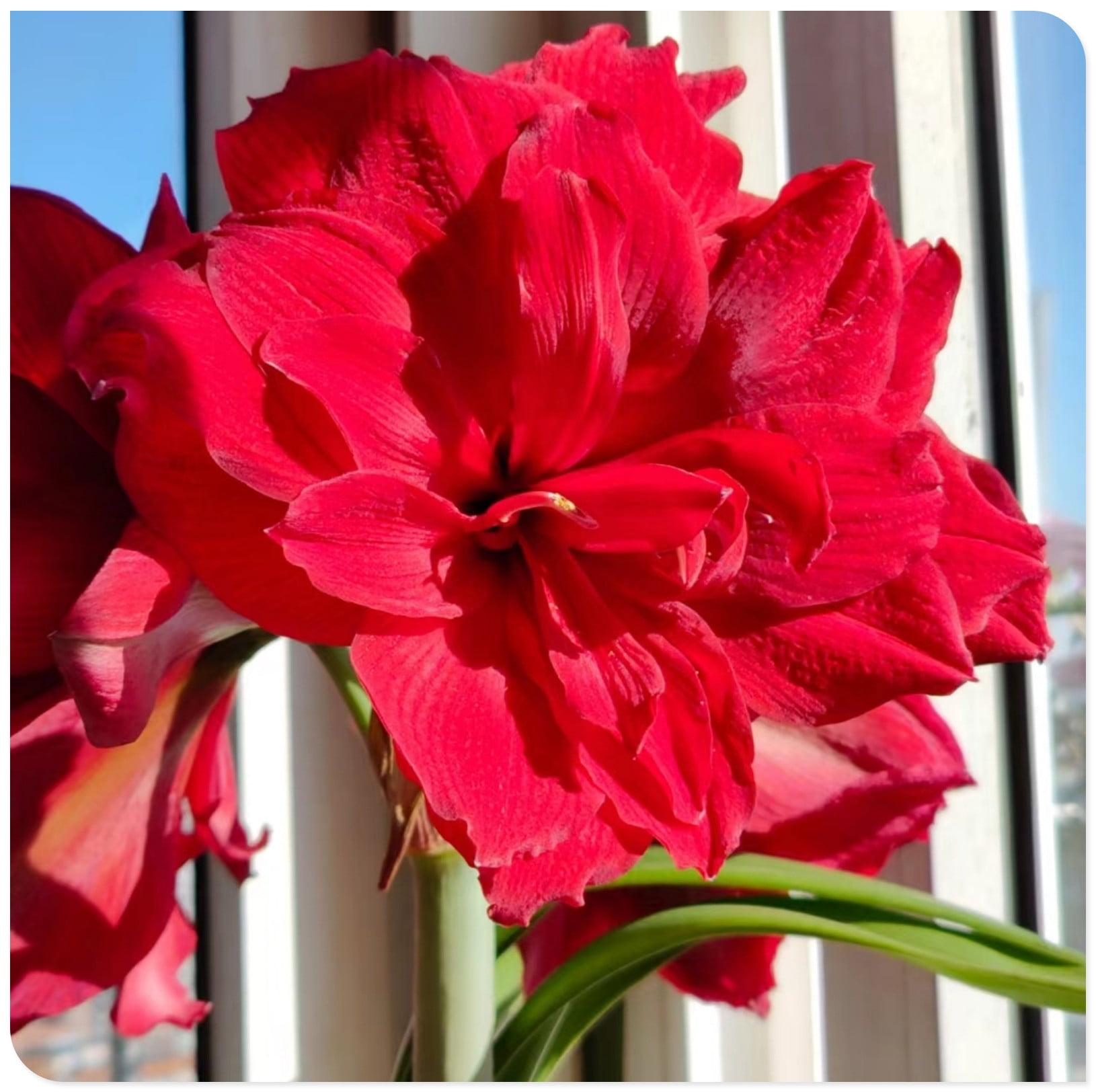Amaryllis Pots to Grow Home Garden Decoration Bright for Planting ...