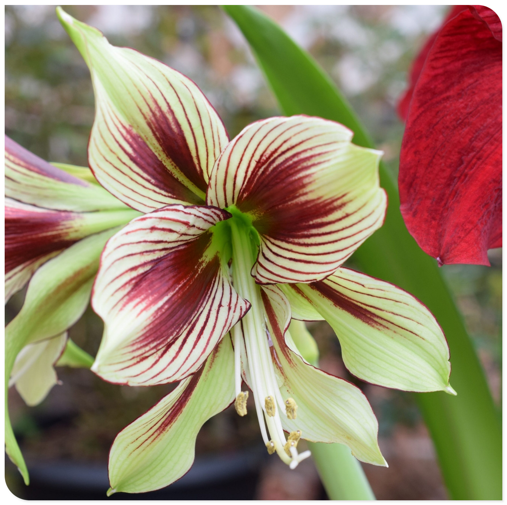 Amaryllis Pots to Grow Home Garden Decoration Bright for Planting ...