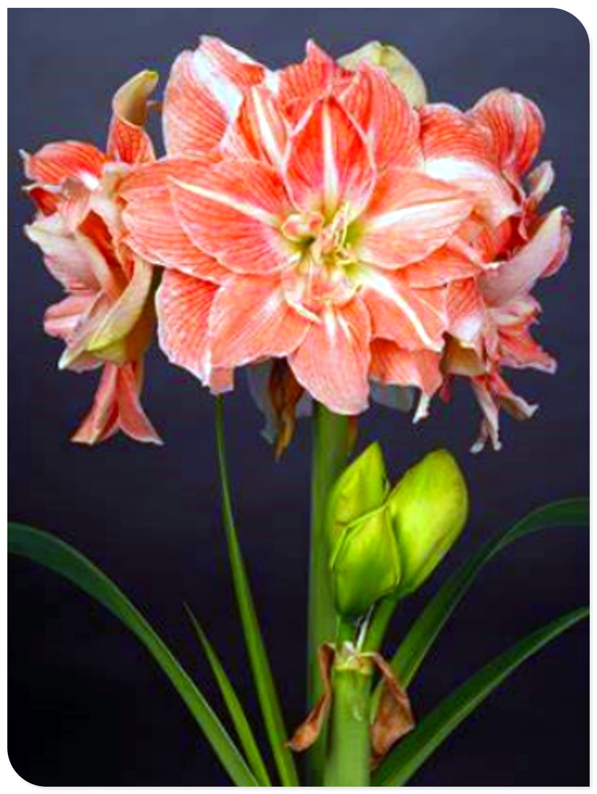 Amaryllis Pots to Grow Home Garden Decoration Bright for Planting ...